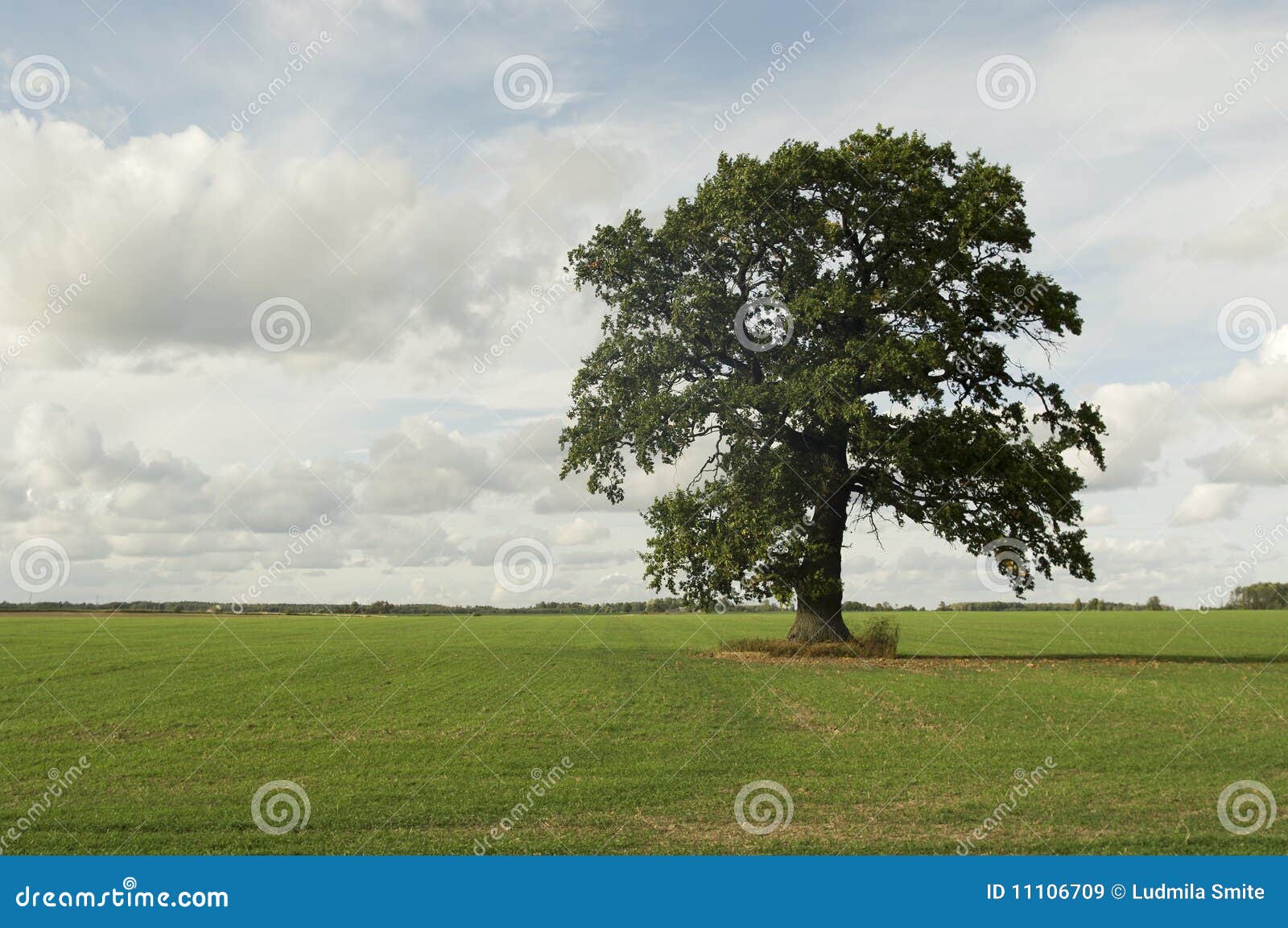 Lonely tree. stock image. Image of environment, outdoors - 11106709