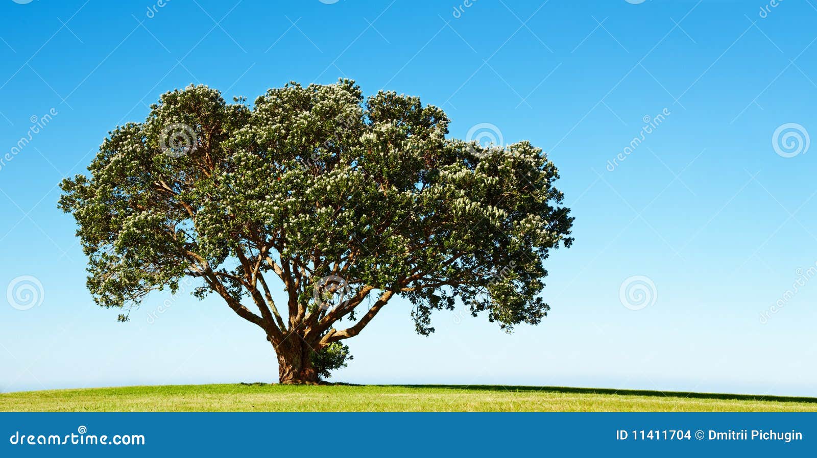 Lonely tree stock photo. Image of quiet, green, hill - 11411704
