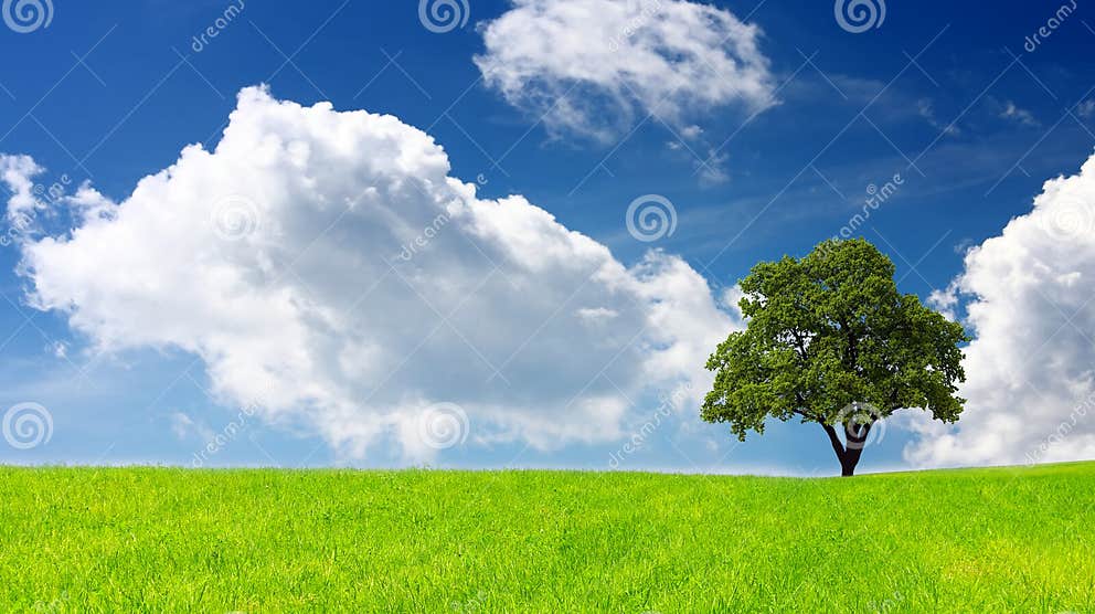 Lonely tree stock image. Image of alone, farm, agriculture - 12635561