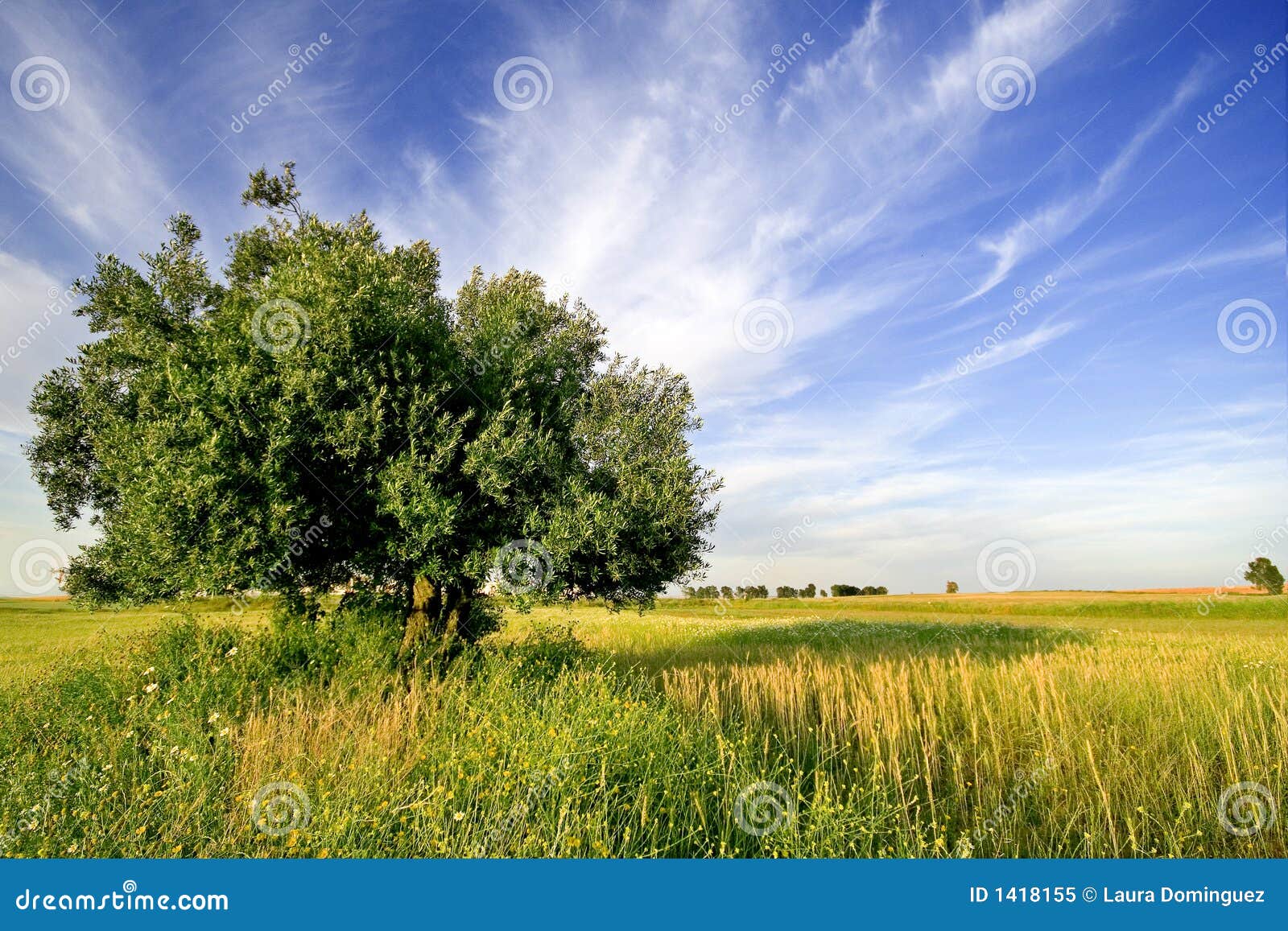 Lonely tree stock image. Image of prarie, high, grass - 1418155