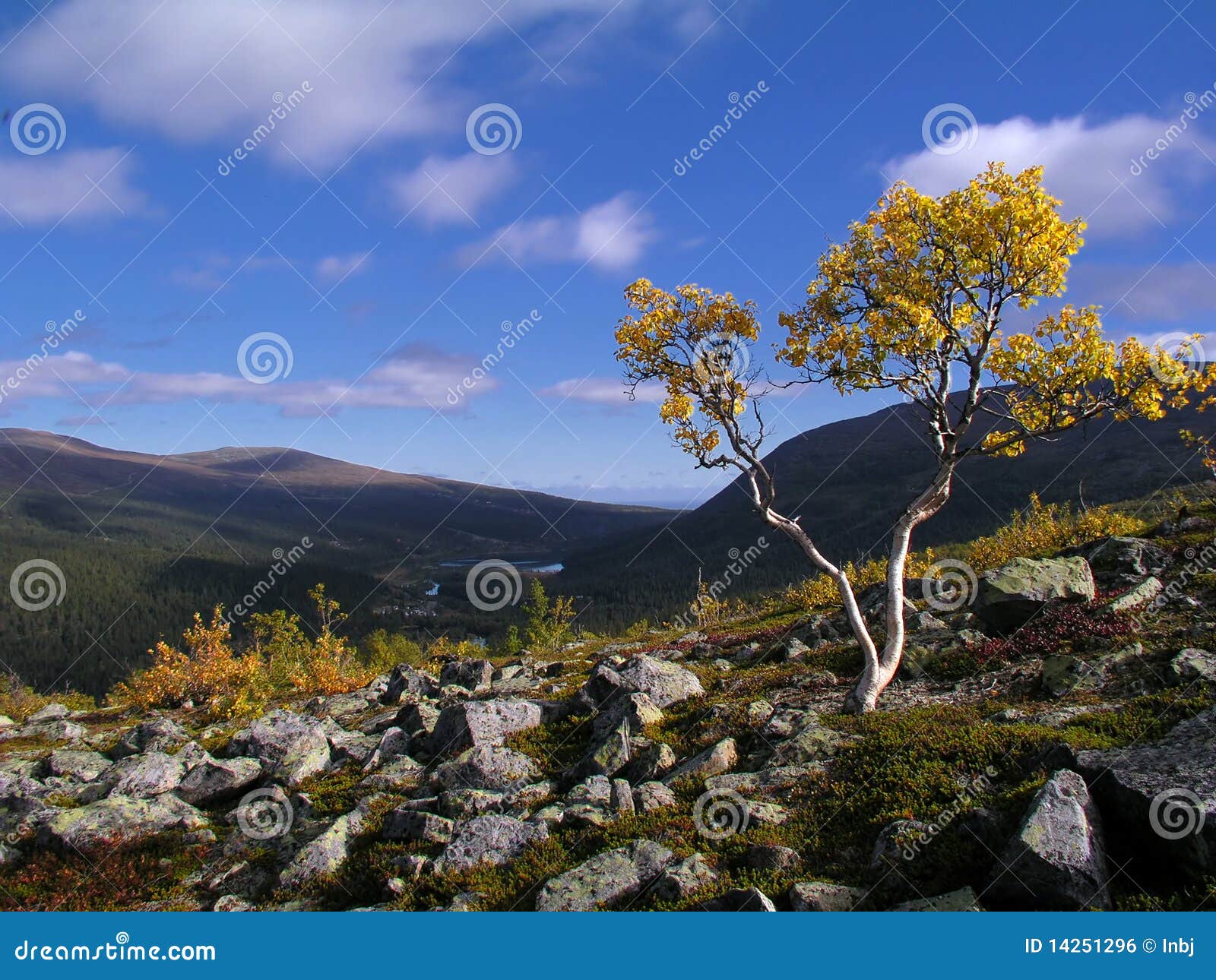 Lonely tree stock photo. Image of life, field, ecology - 14251296