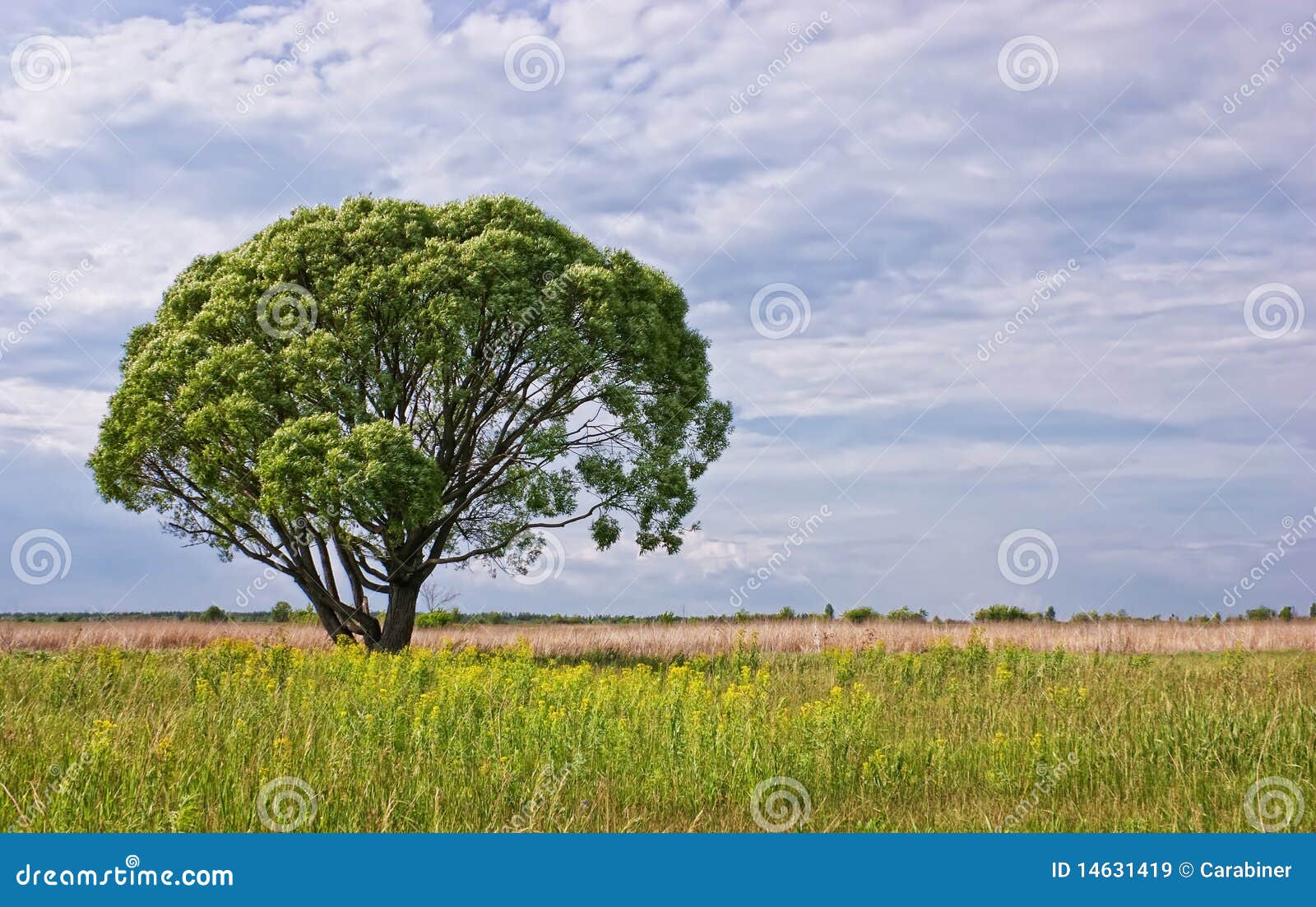 Lonely tree stock image. Image of field, plant, farm - 14631419
