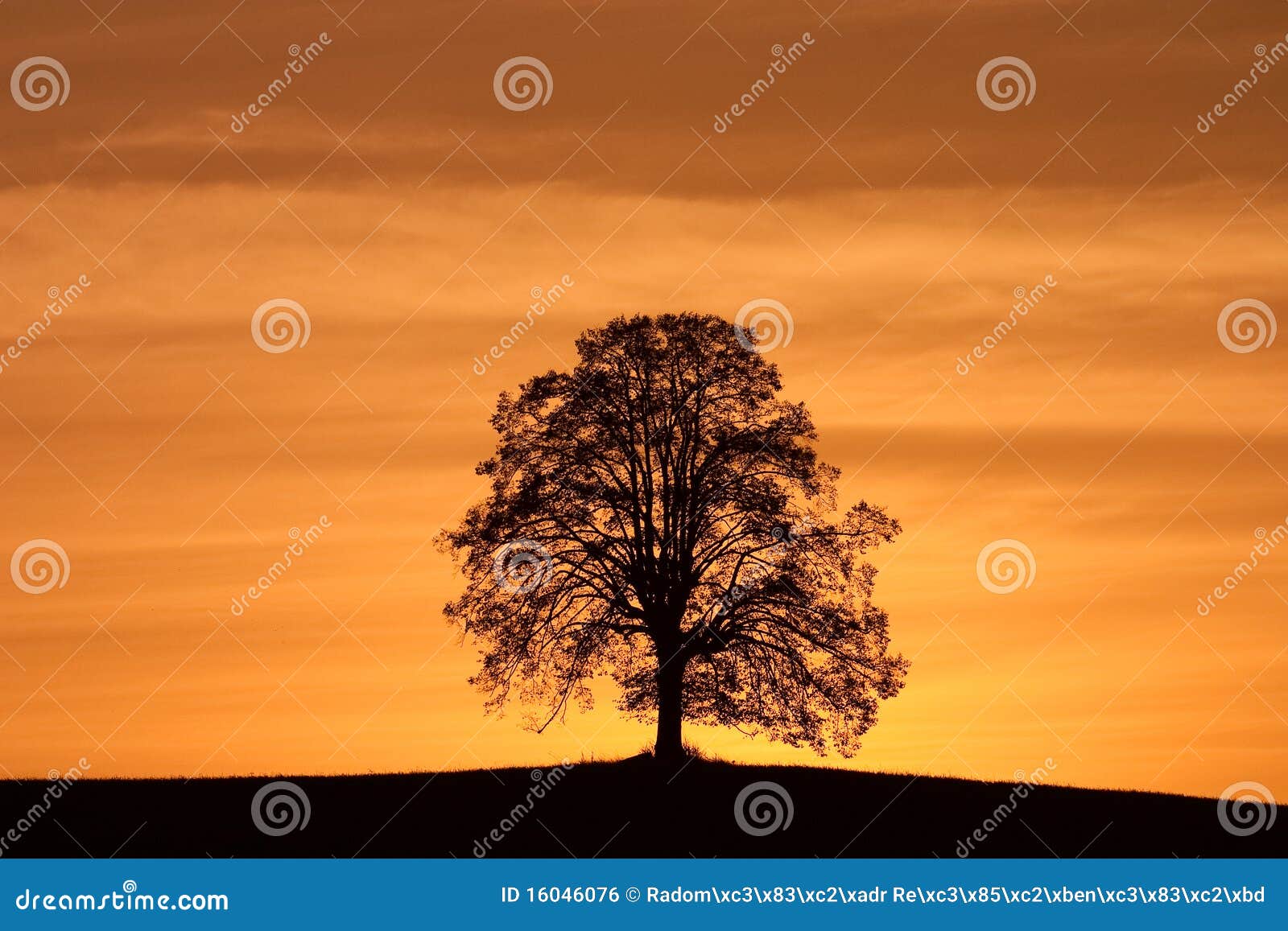 Lonely tree stock photo. Image of nature, czech, grass - 16046076