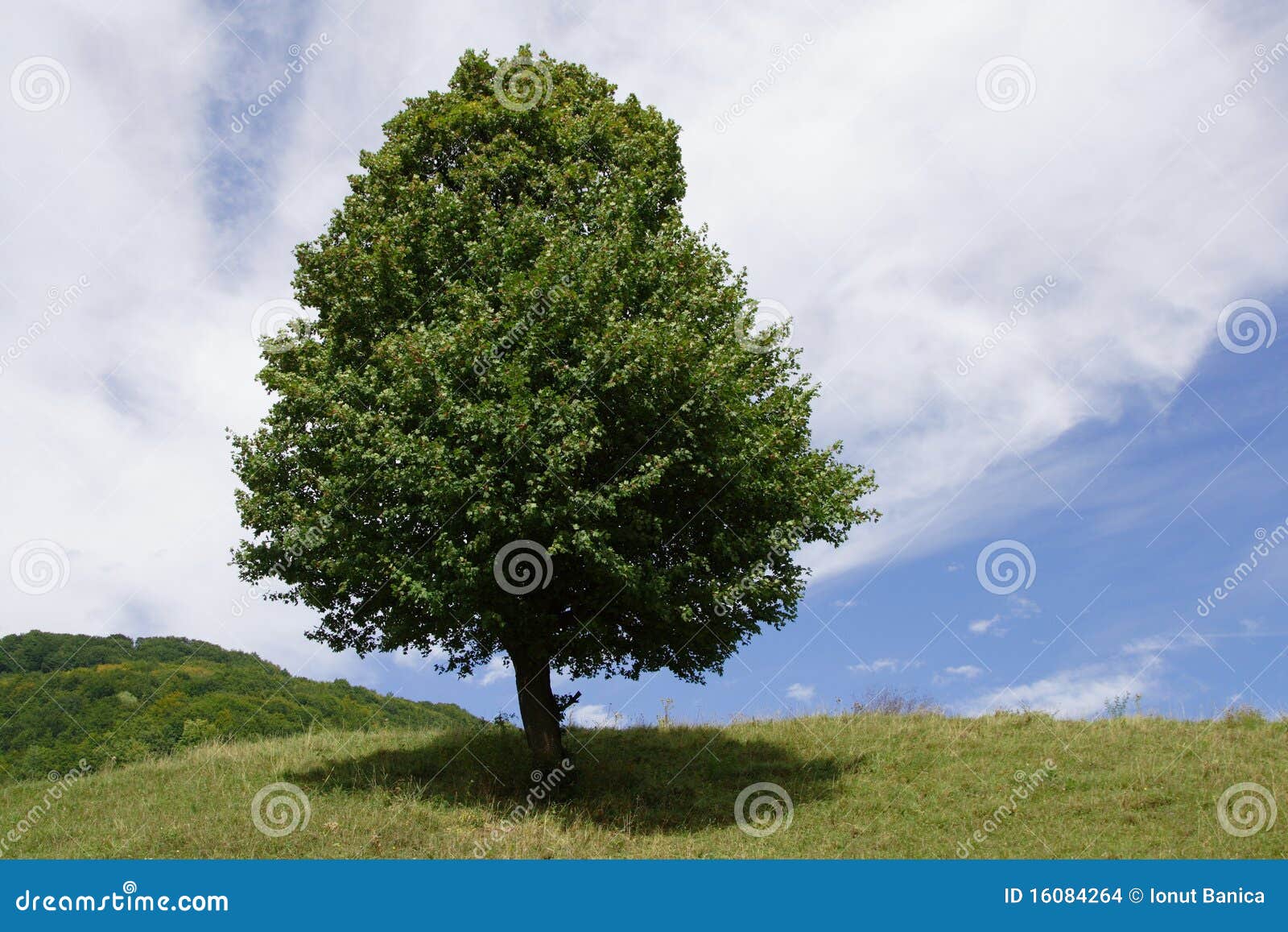 Lonely tree stock photo. Image of plains, lonely, green - 16084264