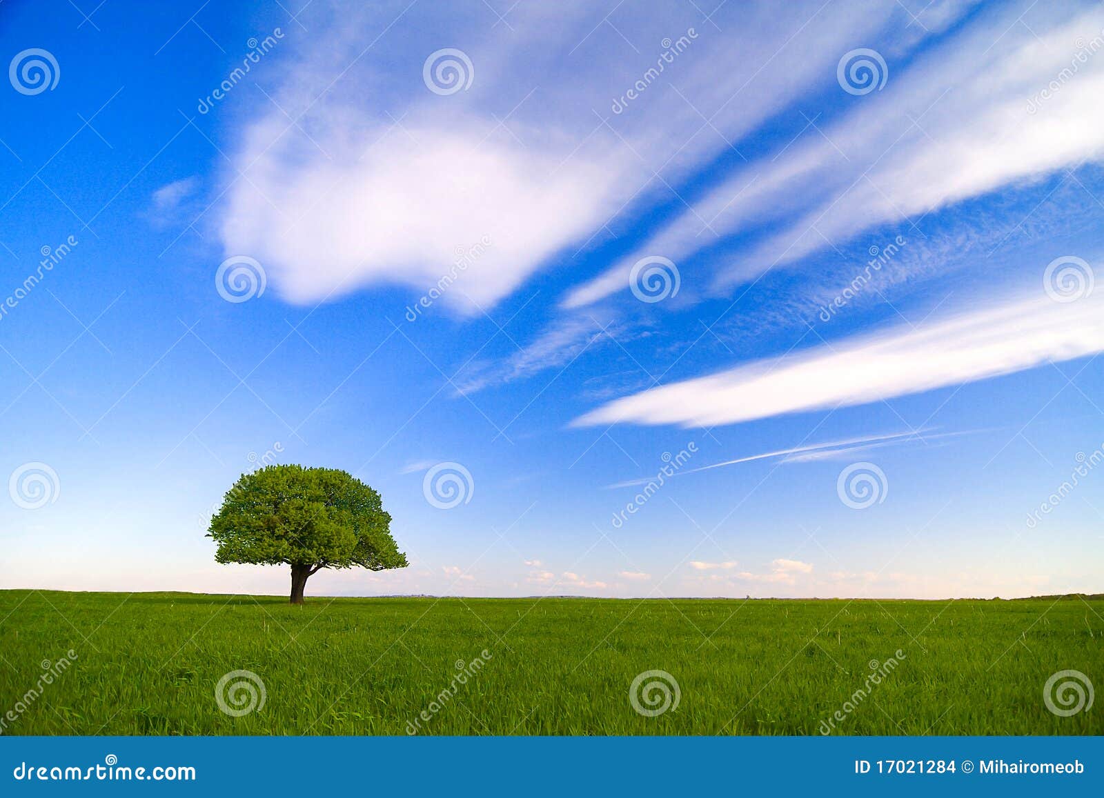 Single tree with blue sky stock photo. Image of alone - 17021284