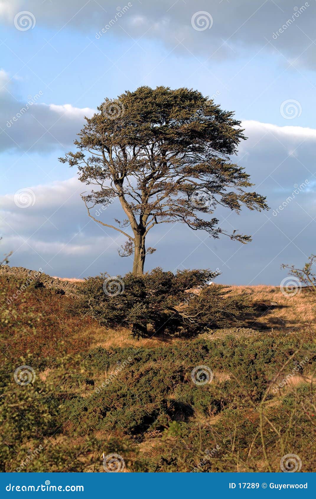 Lonely tree stock image. Image of tree, lonesome, moor, alone - 17289