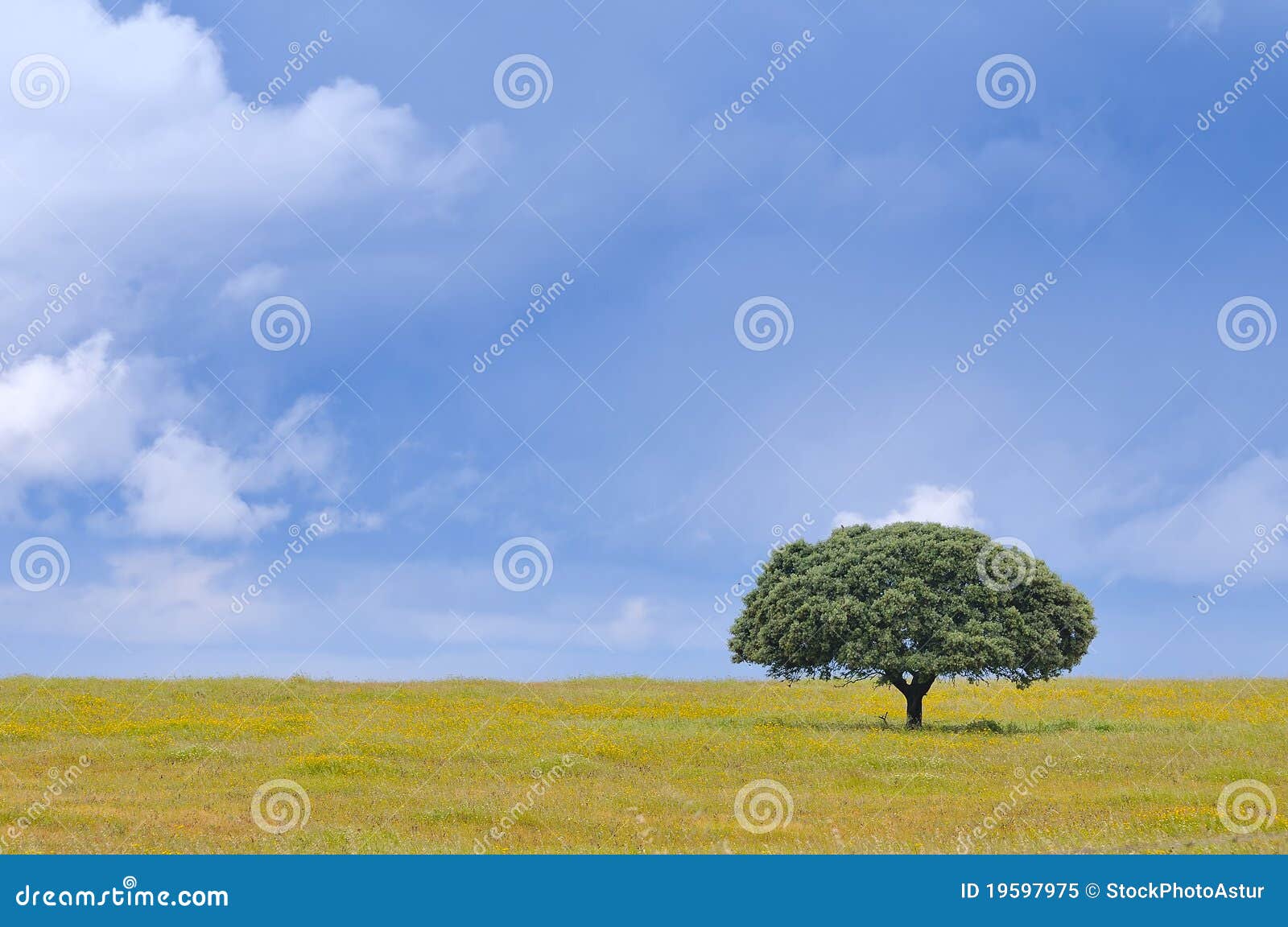 Lonely tree. stock image. Image of solitary, habitat - 19597975