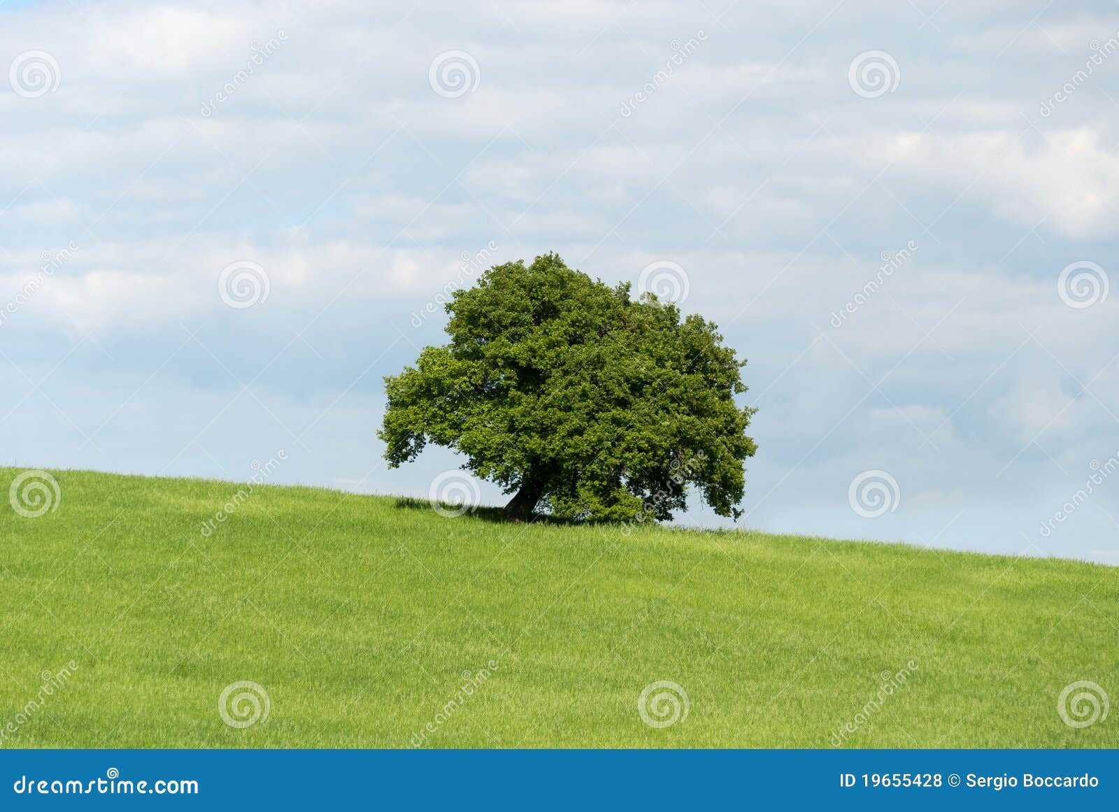 Lonely tree stock photo. Image of plowed, environment - 19655428