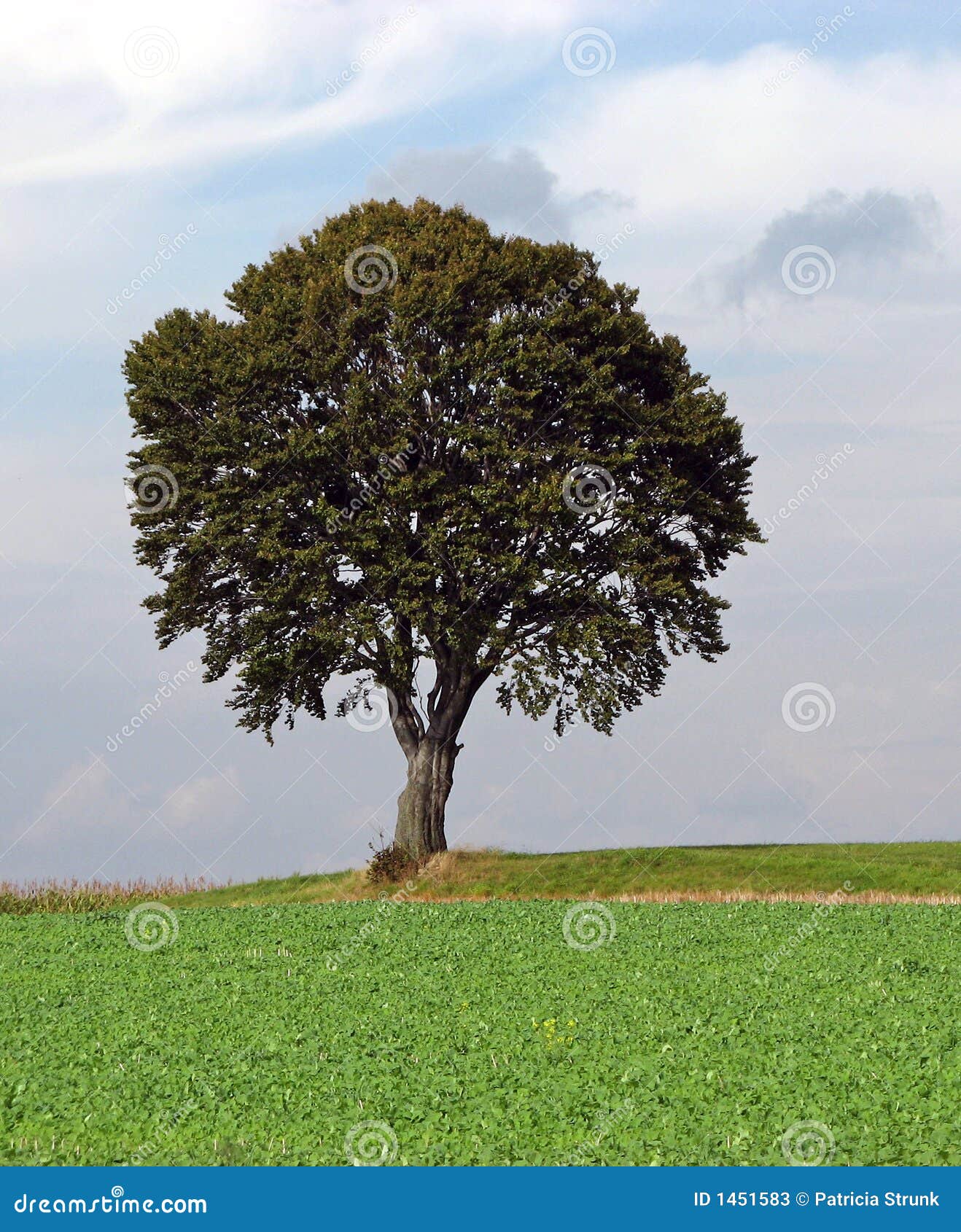Lonely Tree 2 stock image. Image of peace, field, harmonious - 1451583