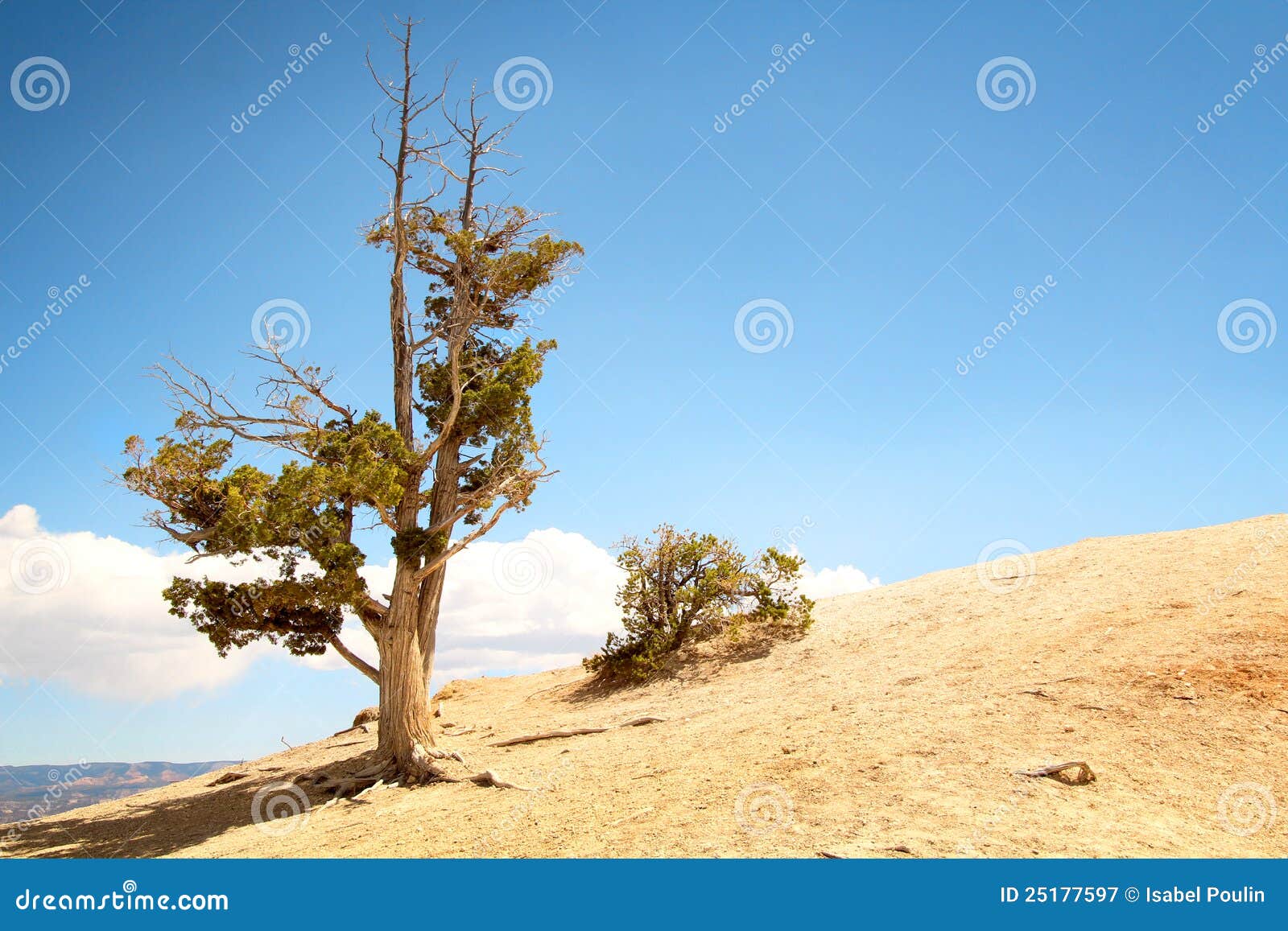 Lonely tree stock image. Image of south, travel, erosion - 25177597