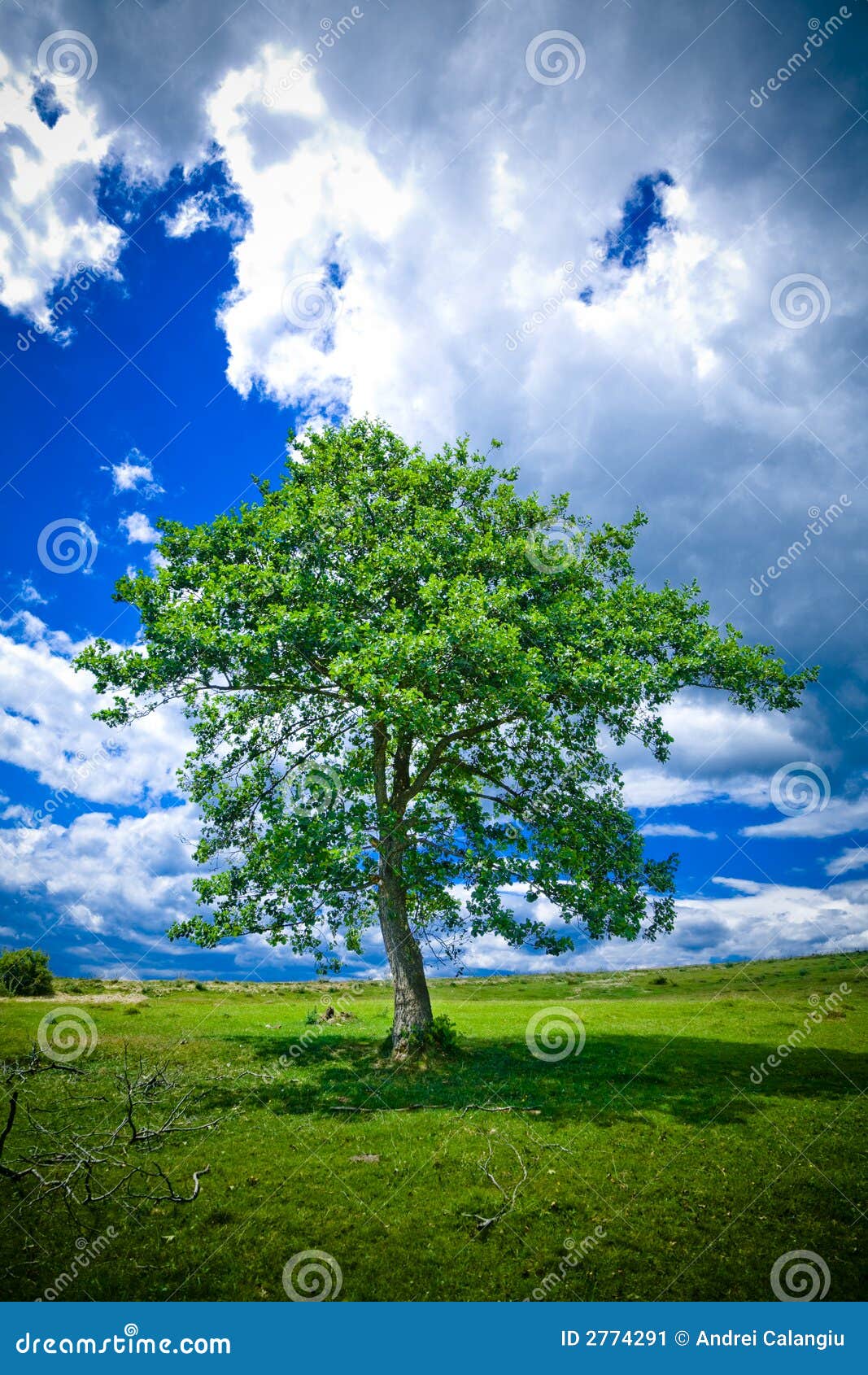 Lonely Tree In Termico Field. Landscape Of Alentejo, Portugal. Royalty ...