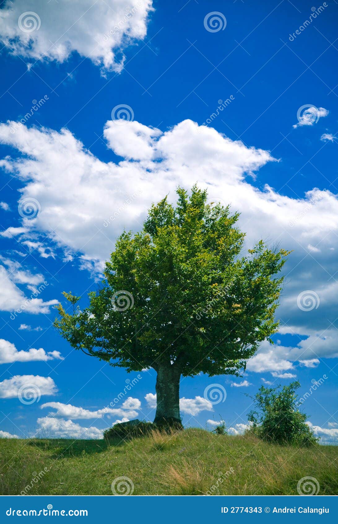 Lonely tree stock image. Image of blue, clouds, leaf, summer - 2774343