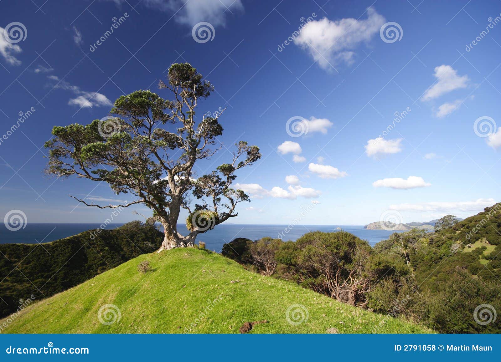 The Lonely Tree stock photo. Image of lonely, trek, summer - 2791058