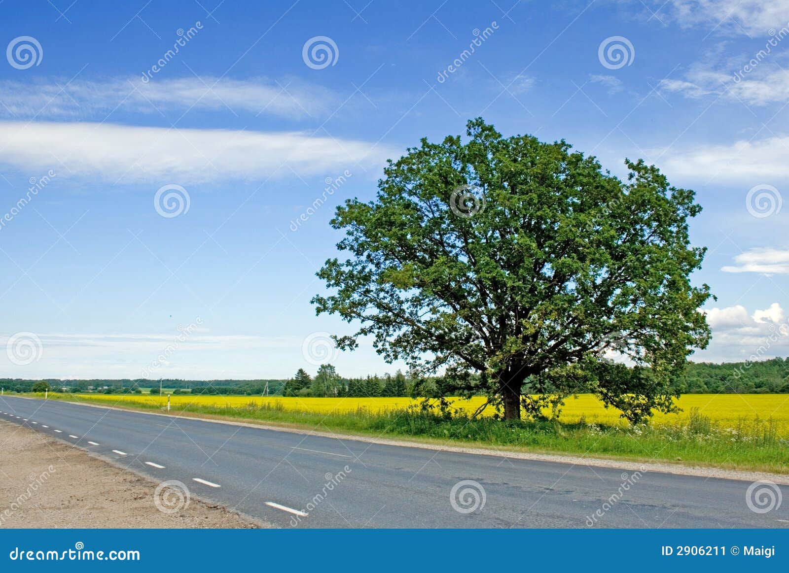 Lonely tree stock image. Image of road, flora, quiet, leaves - 2906211