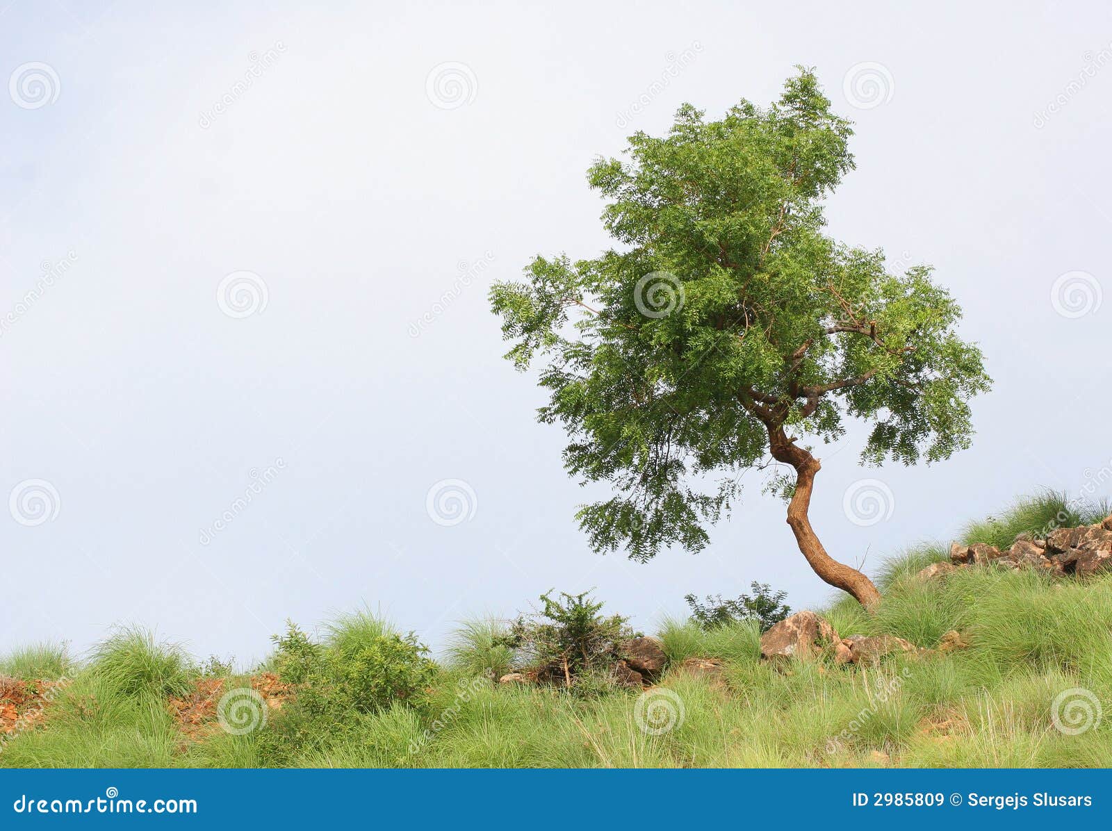 Lonely tree stock image. Image of green, objects, gardening - 2985809