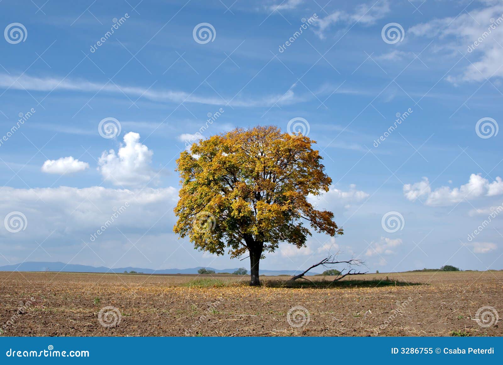 Lonely Tree Picture. Image: 3286755