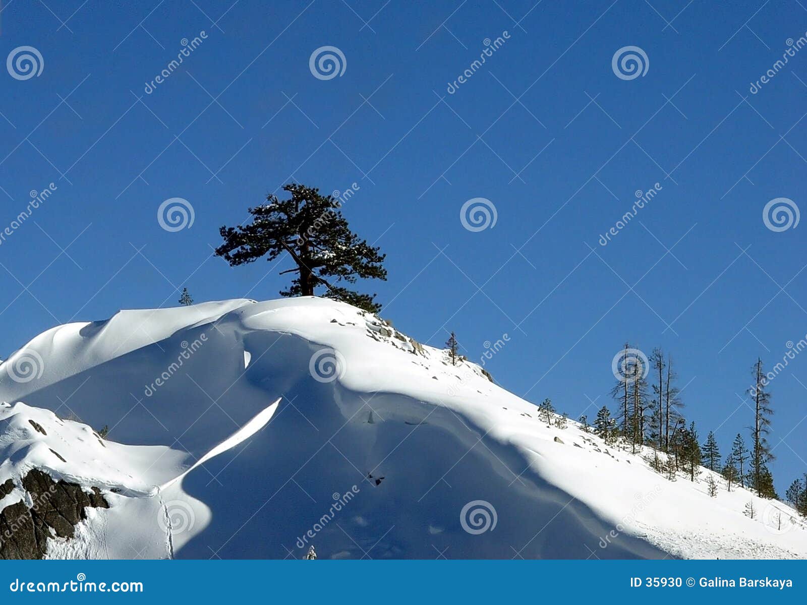 Lonely tree stock photo. Image of forests, mountain, places - 35930