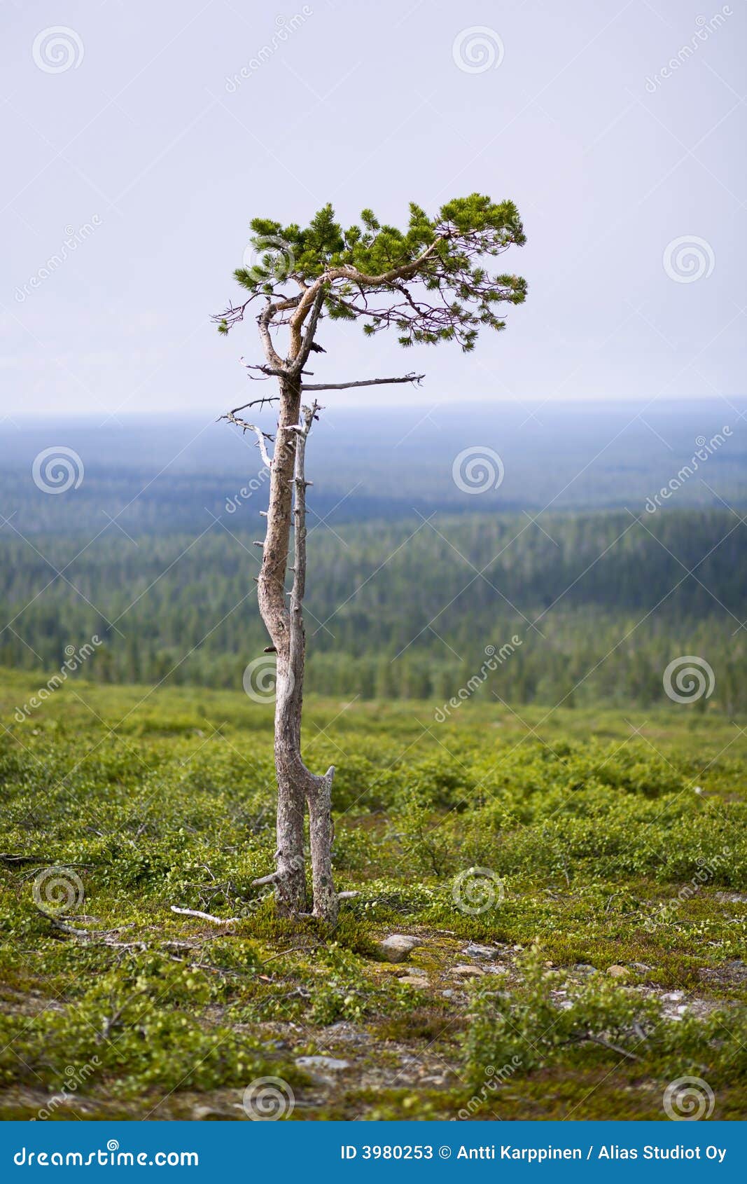 Lonely tree stock image. Image of hard, pine, dwarf, national - 3980253