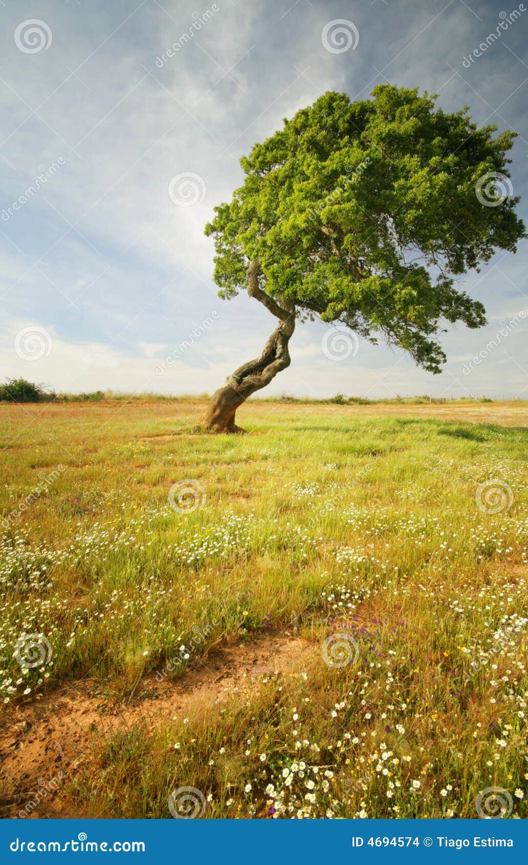 Lonely tree stock photo. Image of clouds, pure, green - 4694574