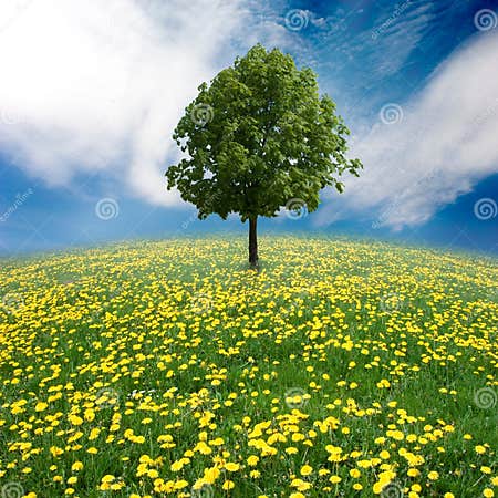 Lonely tree stock photo. Image of farm, scenery, field - 5128788