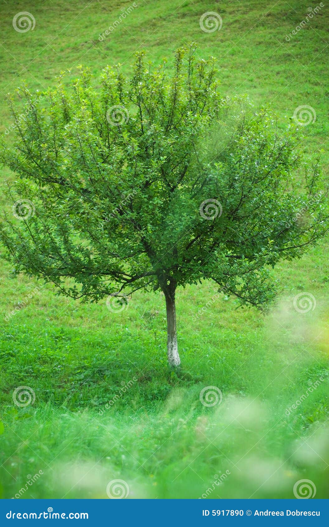 Lonely tree stock photo. Image of wood, seasonal, nature - 5917890