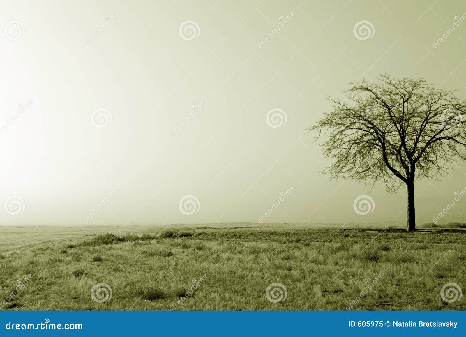 Lonely tree stock image. Image of countryside, eternity - 605975