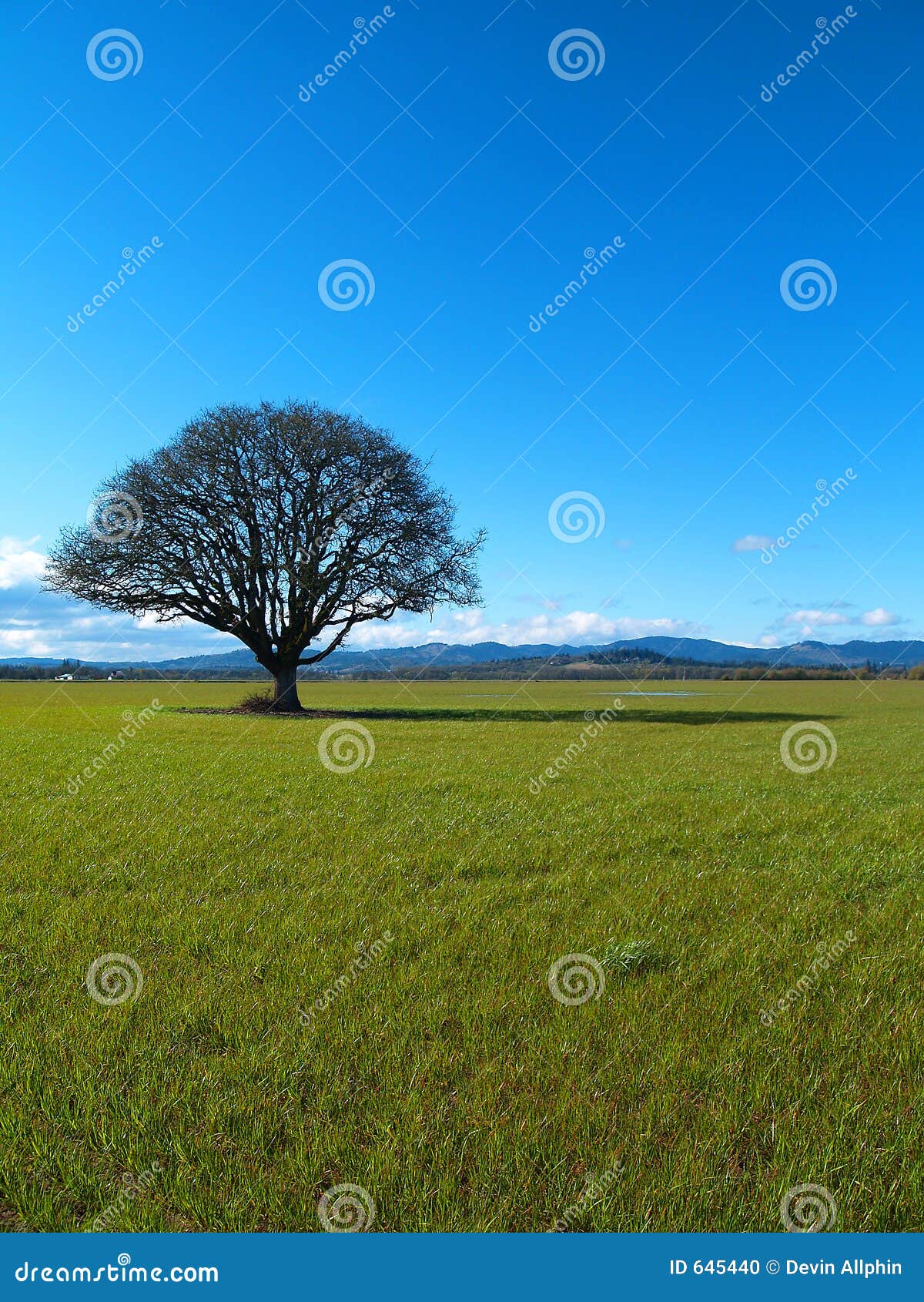 Lonely Tree stock photo. Image of summer, individuality - 645440