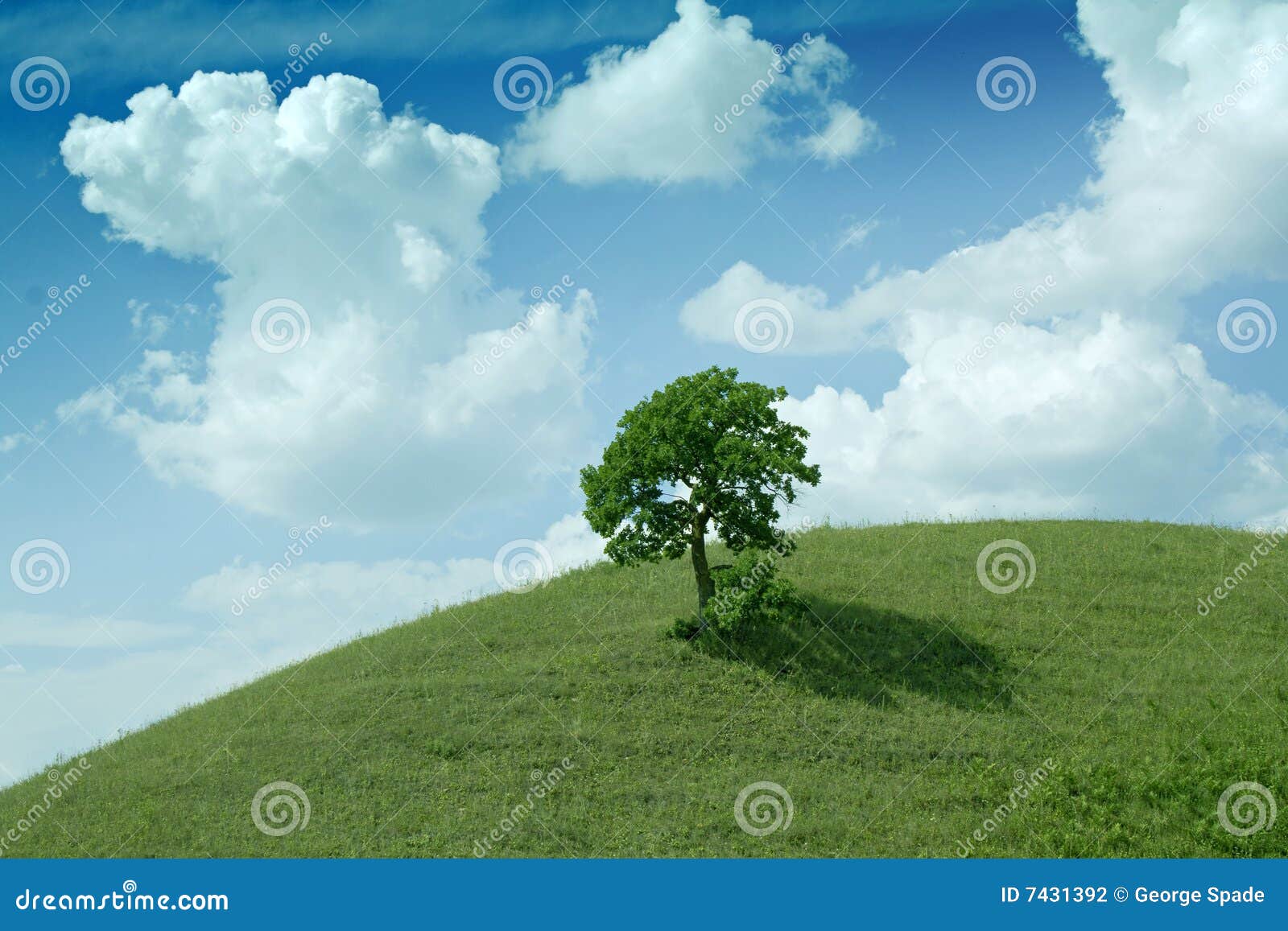 Lonely tree stock photo. Image of fresh, landscape, meadow - 7431392