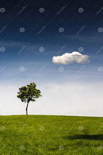 Lonely tree stock image. Image of exploration, grass, summer - 822177