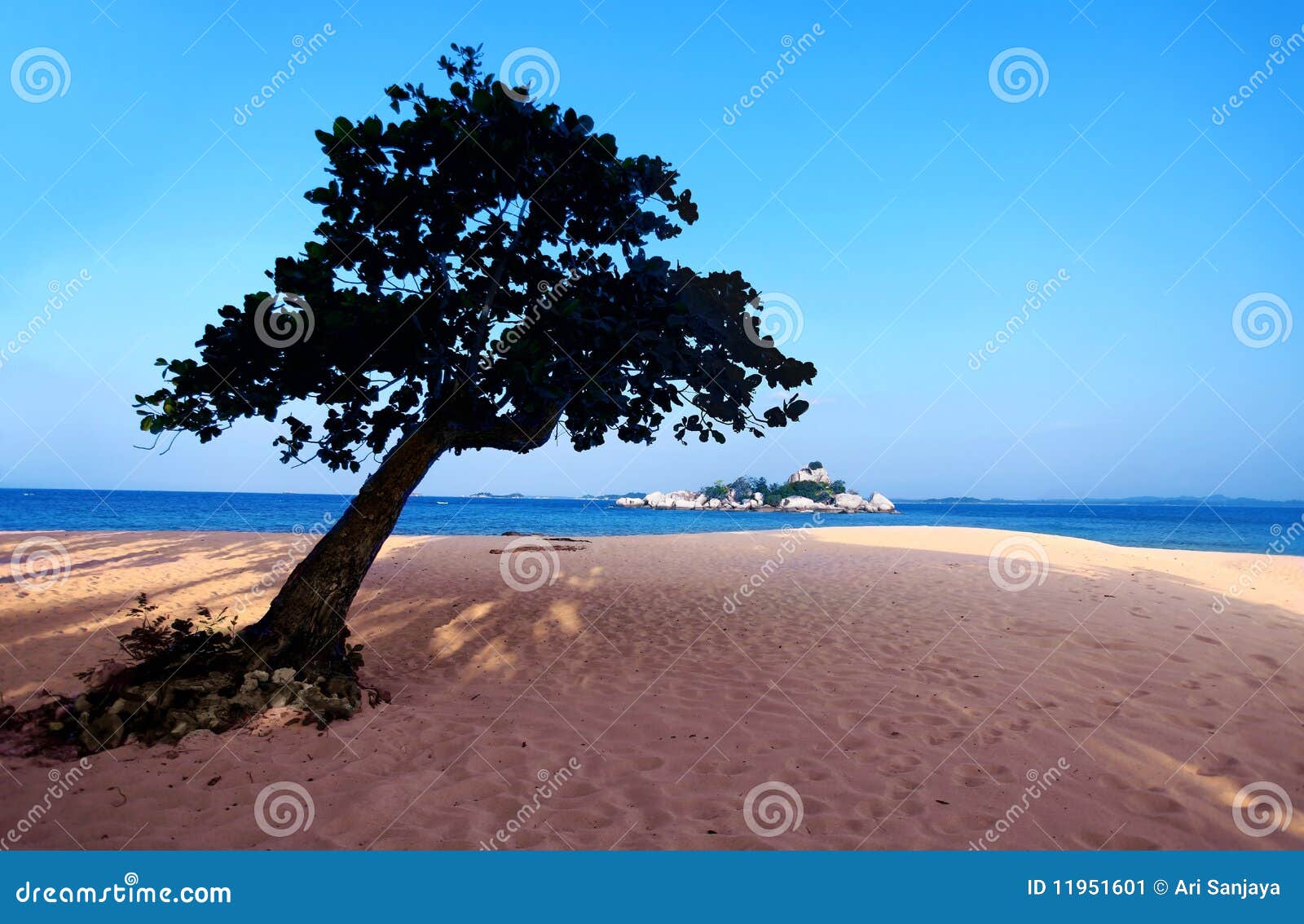 Lonely tree on beach stock image. Image of travel, stone - 11951601