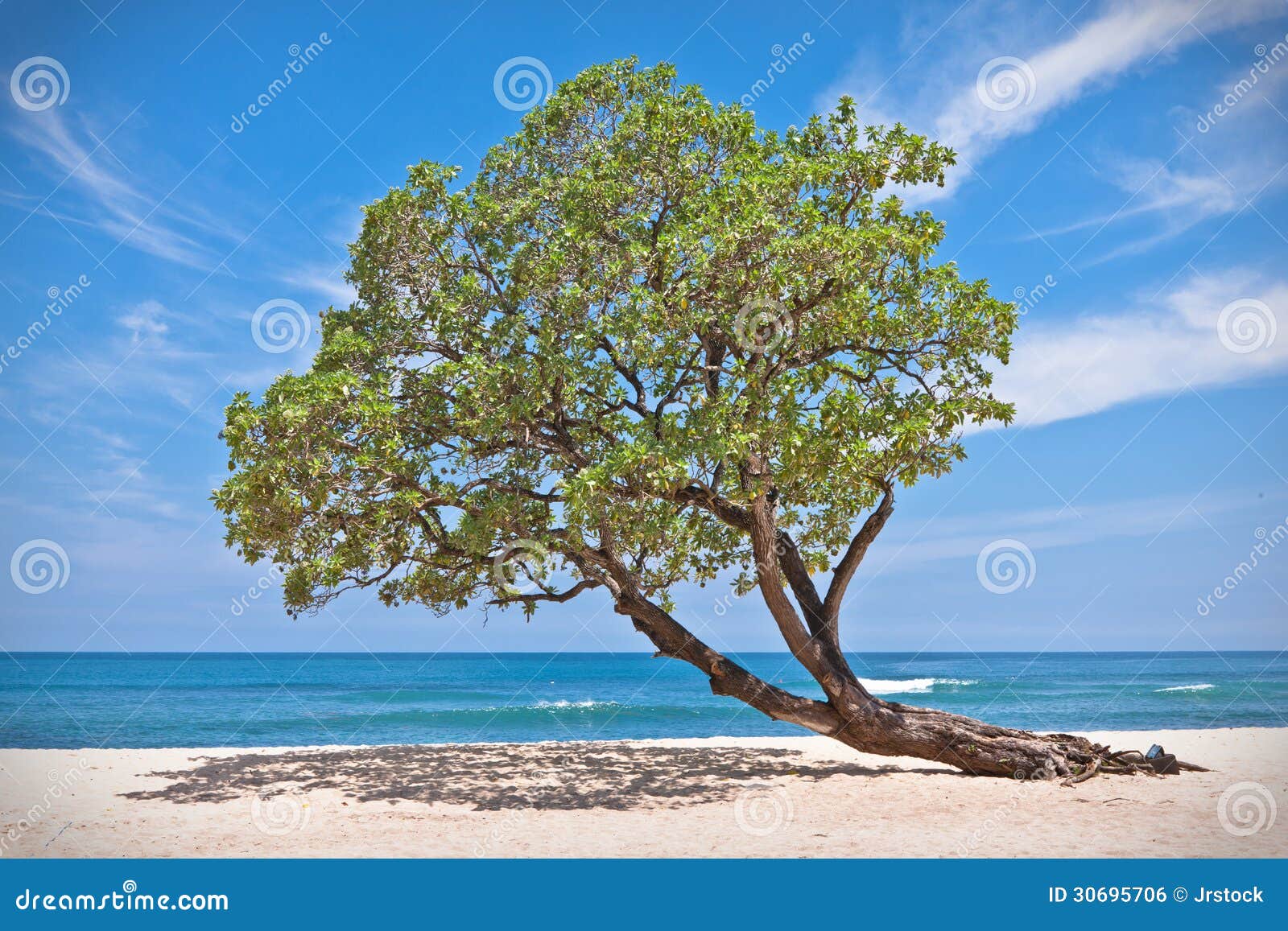Lonely tree on the beach stock photo. Image of summer - 30695706