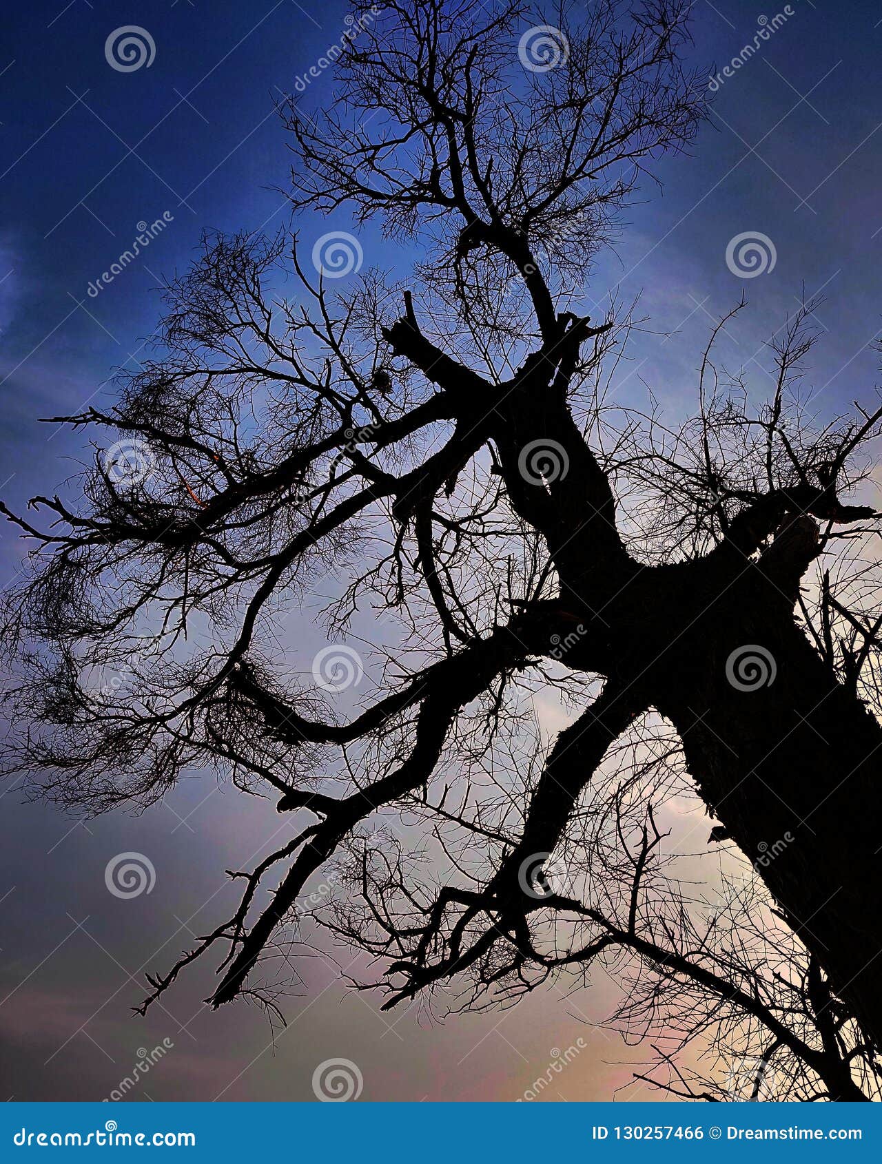 Lonely tree stock photo. Image of lonely, tree, dying - 130257466