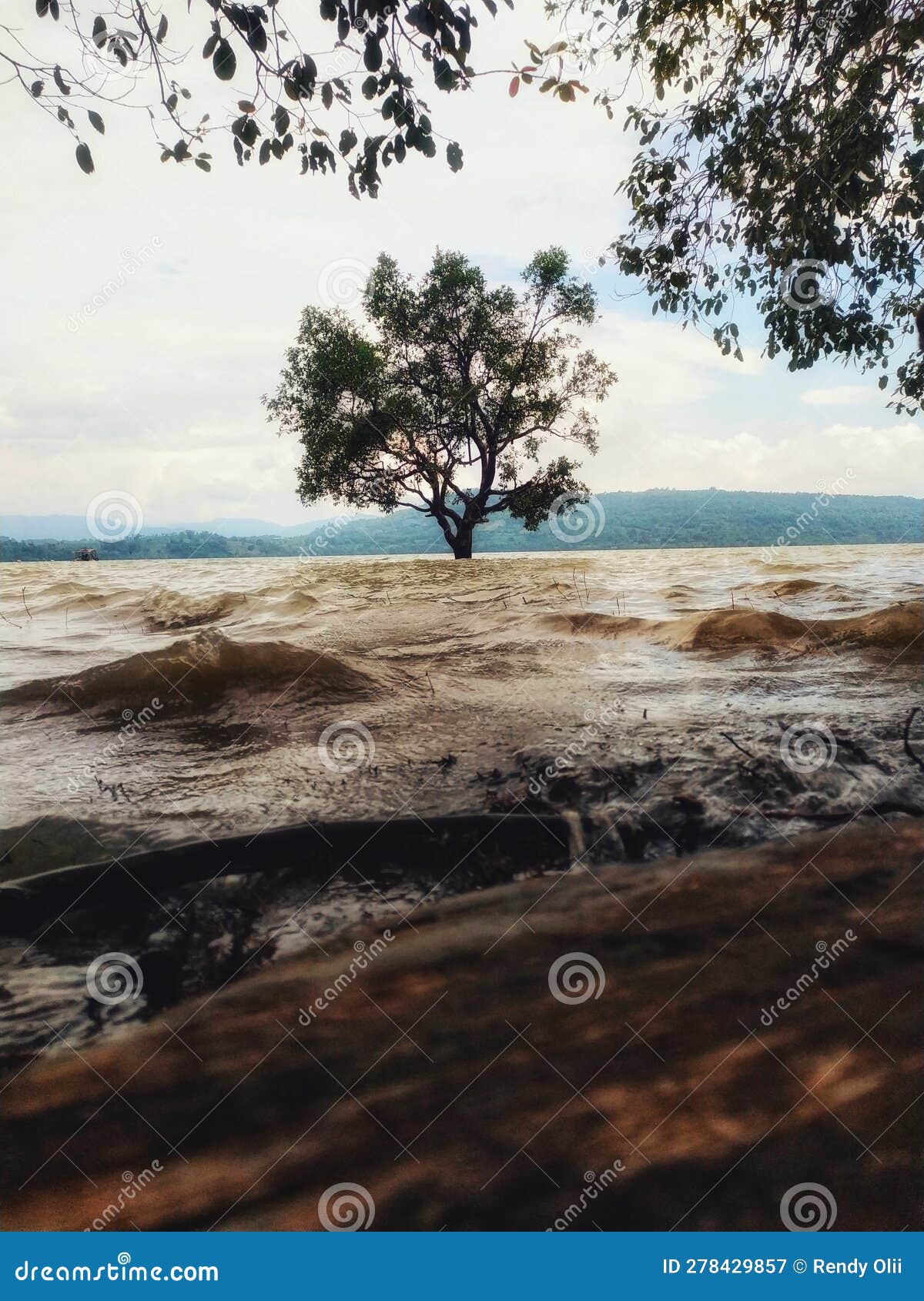 Lonely Tree at Bili Bili Dam Gowa Stock Image - Image of gowa, bili ...