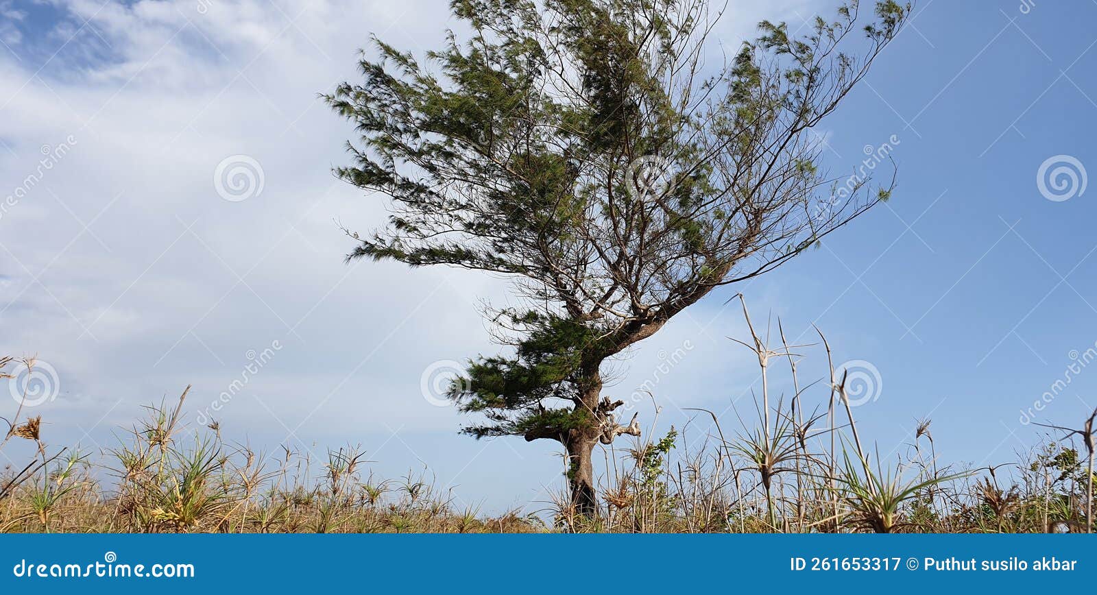 A Lonely Tree Blown by the Wind Stock Image - Image of grass ...