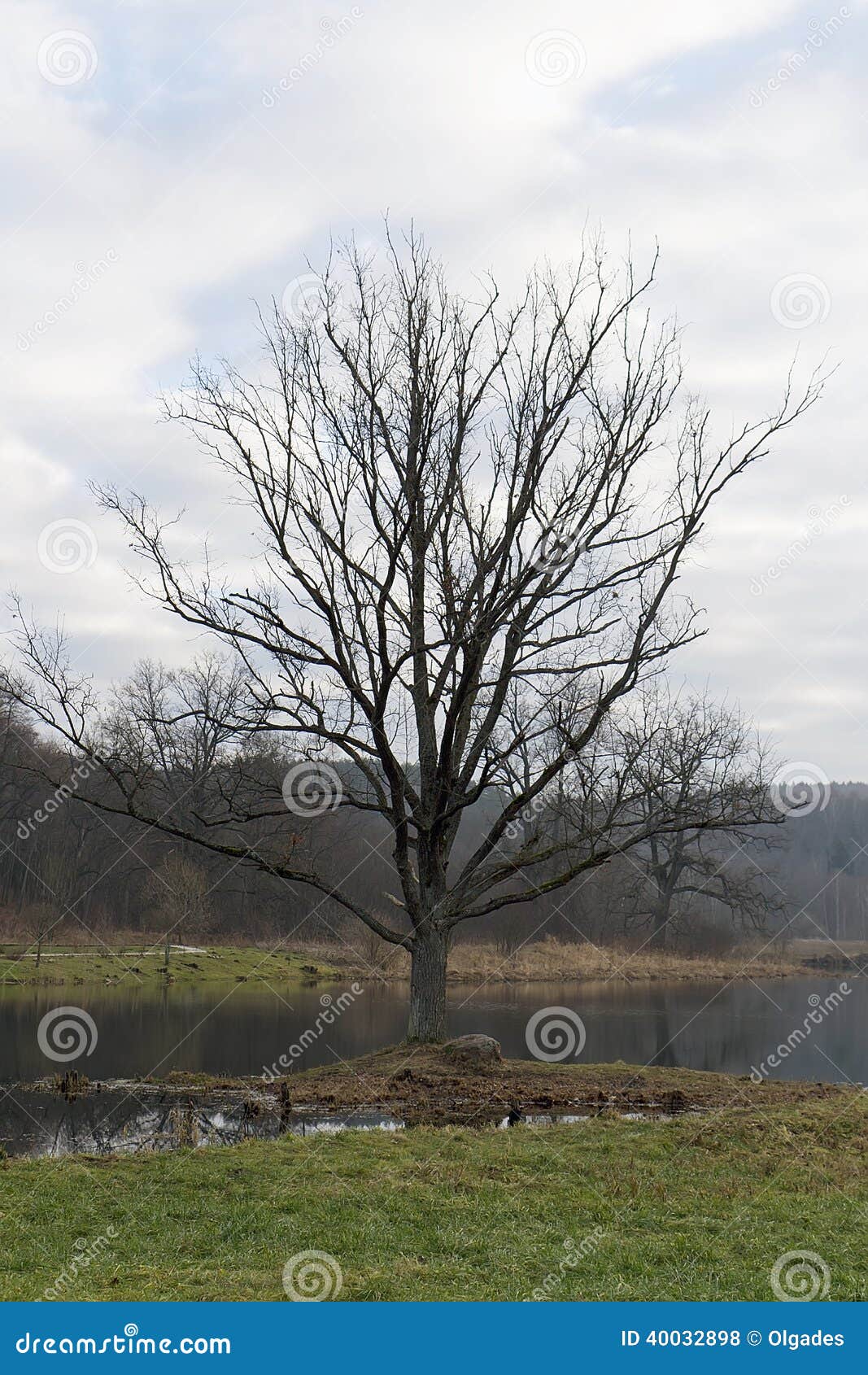 Lonely tree on bog stock photo. Image of lonely, fall - 40032898