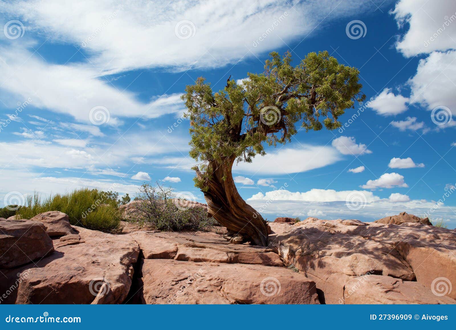 Lonely Tree in Canyonlands, Utah Stock Image - Image of hybridise ...