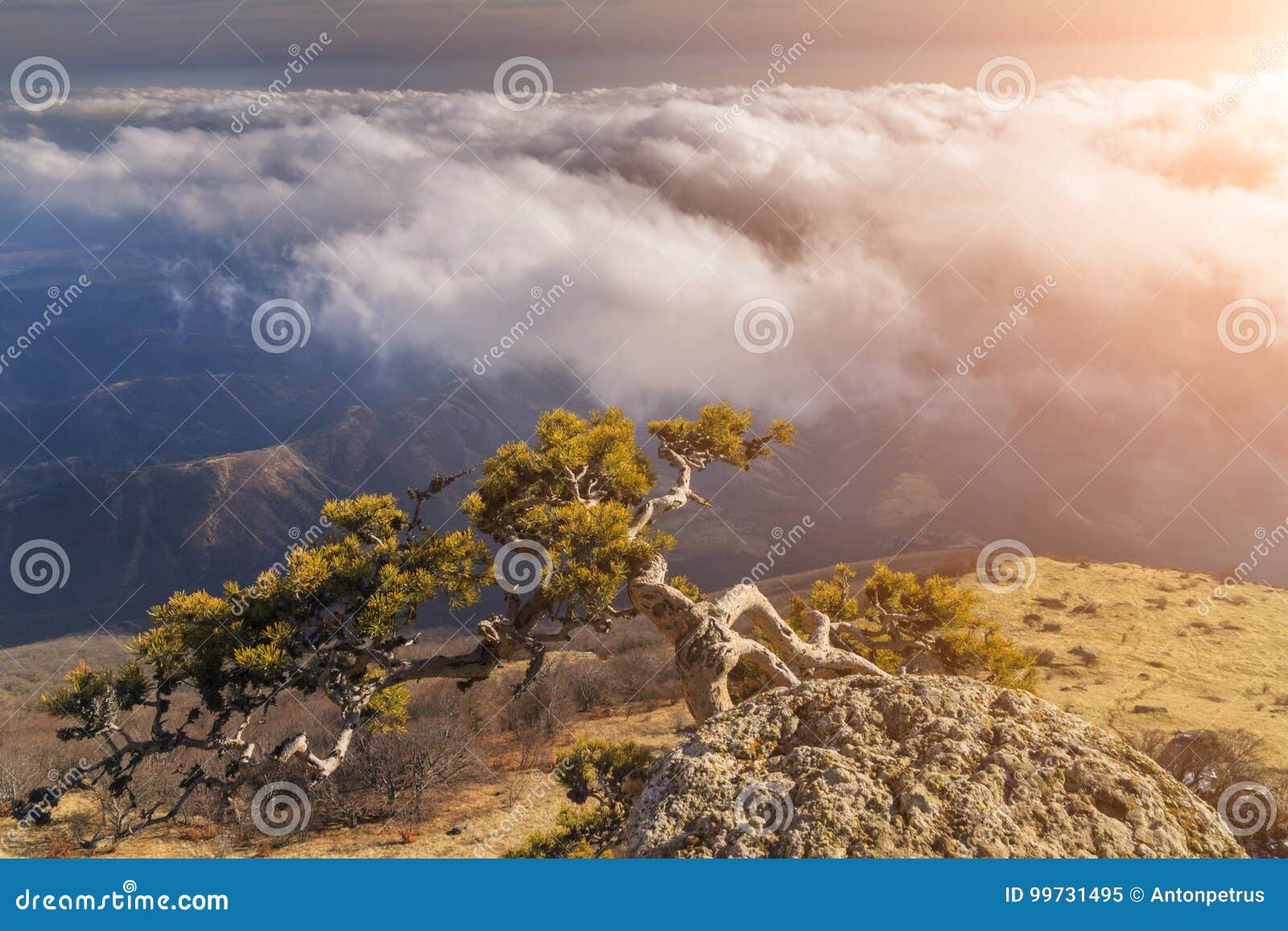 Lonely Tree on a Cliff in the Mountains Stock Image - Image of edge ...