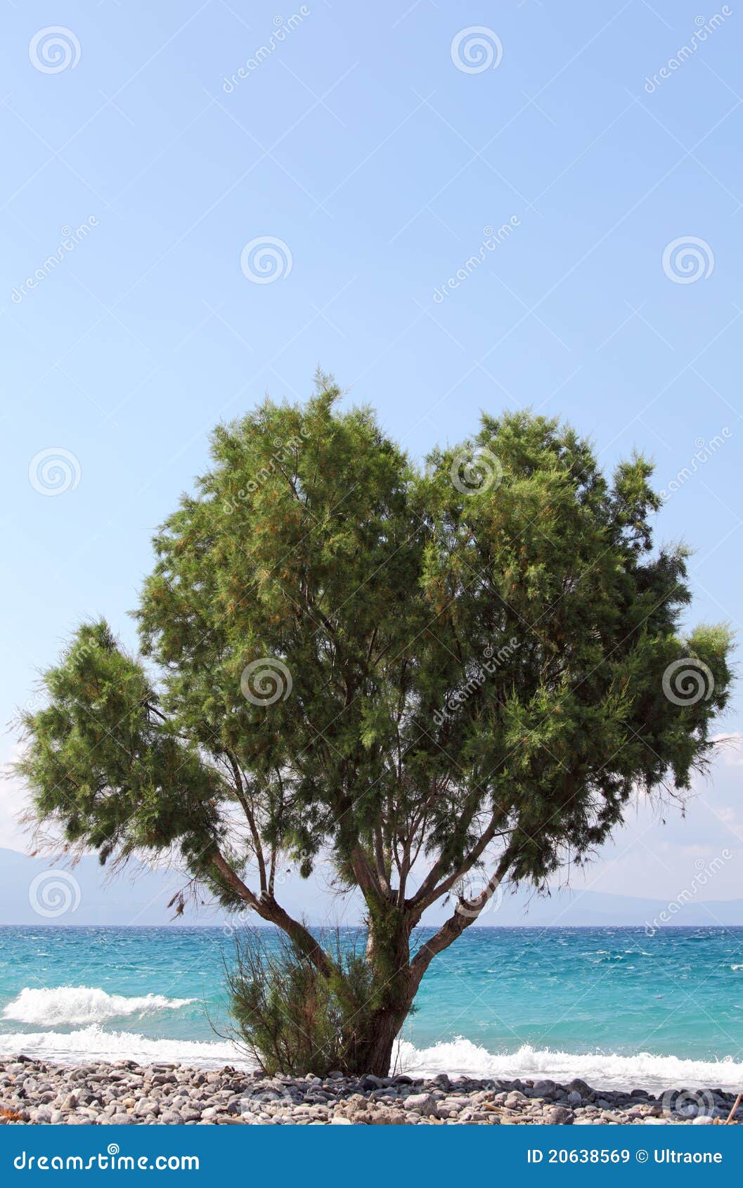 Lonely tree on coast stock image. Image of europe, coastline - 20638569