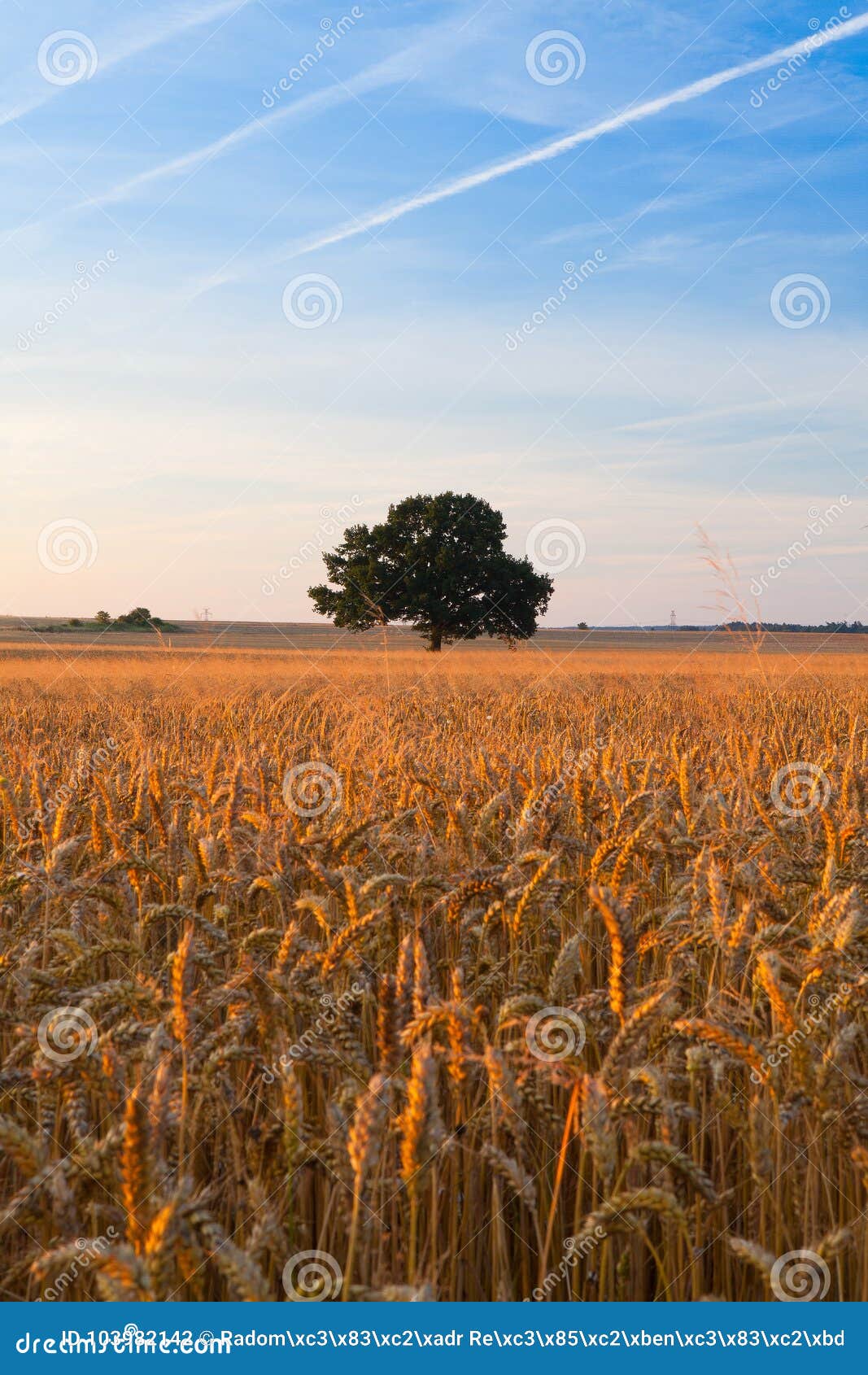 Lonely Tree on the Corn Field Stock Photo - Image of bright, corn ...