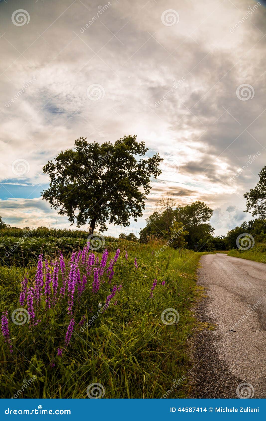 Lonely Tree on a Country Road Stock Photo - Image of fall, nature: 44587414