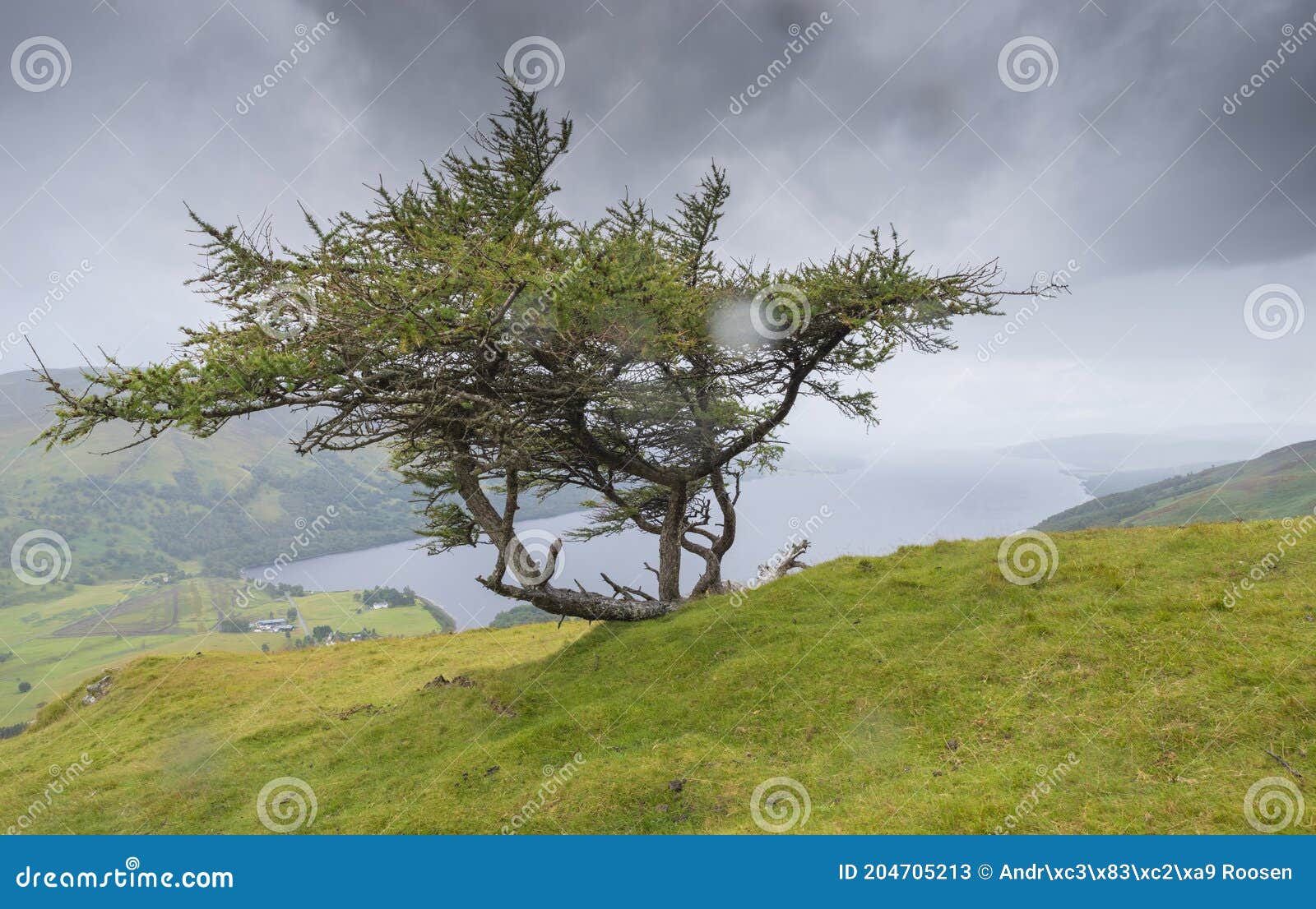 Lonely Tree on Craig Varr, Scotland Stock Image - Image of sunrise ...