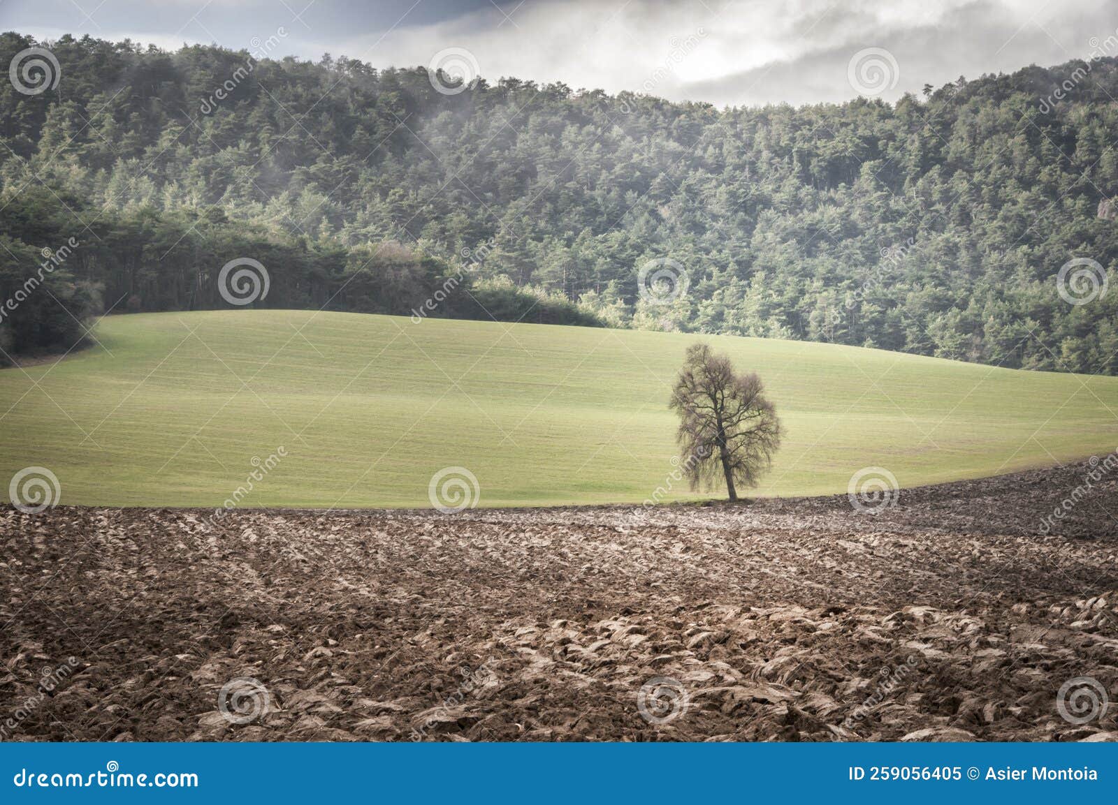 A lonely tree among crops. stock image. Image of paisaje - 259056405
