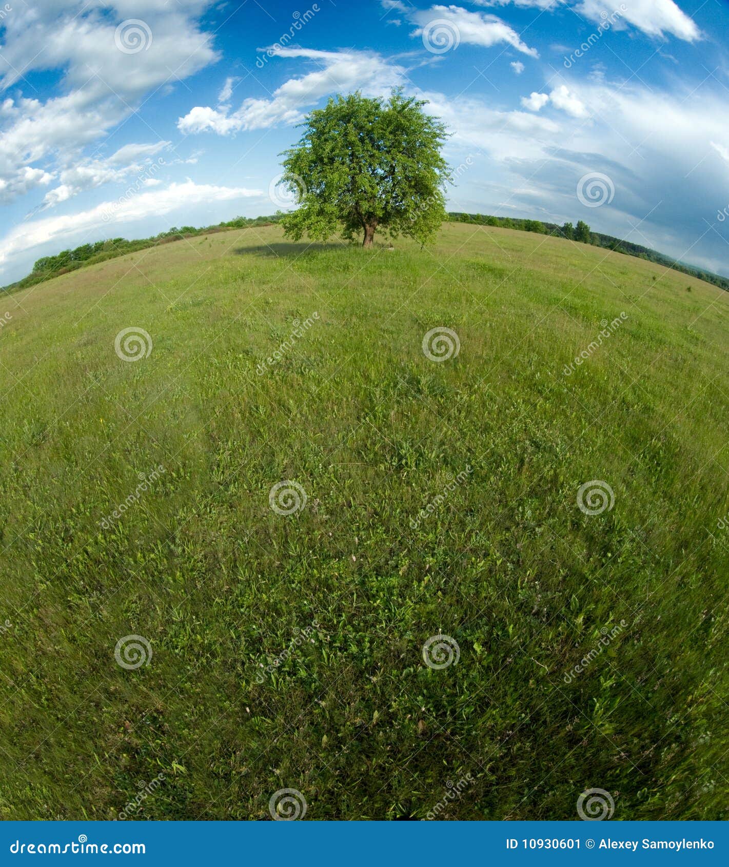 Lonely Tree with a Curved Horizon Stock Image - Image of metaphor ...