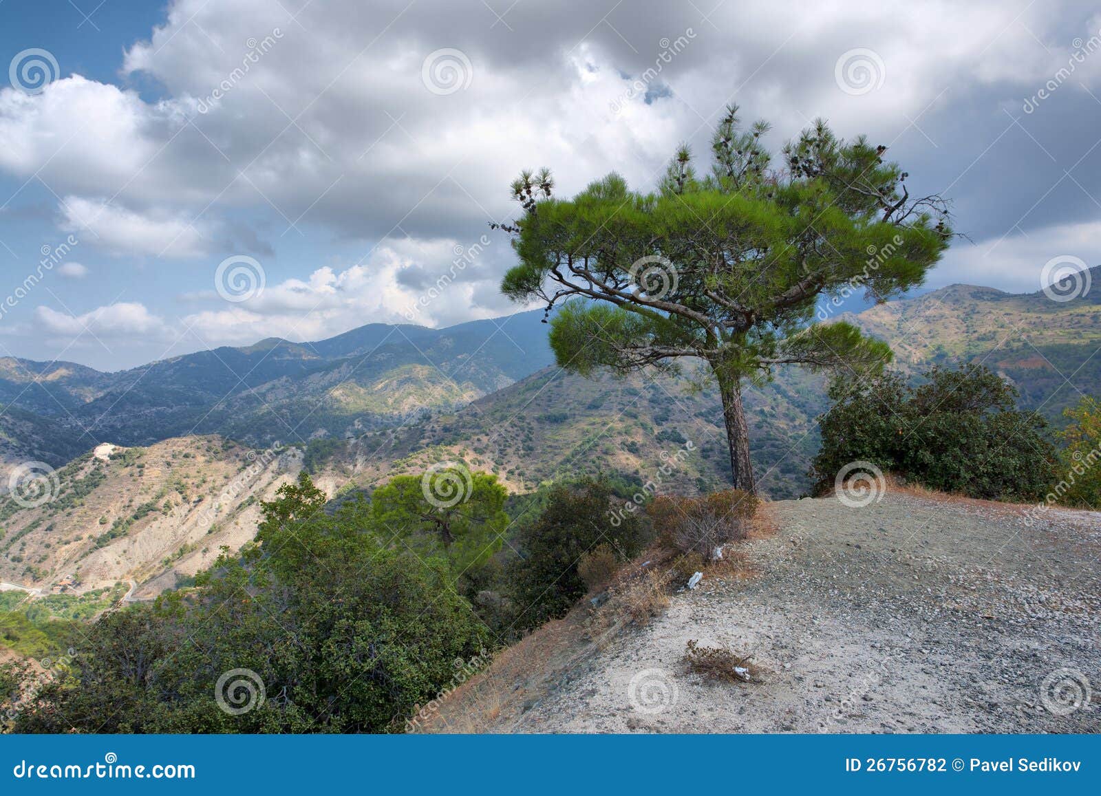 Lonely tree of Cyprus stock photo. Image of tree, troodos - 26756782