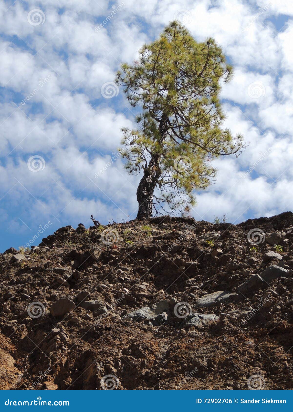 Lonely Tree on a Edge of a Cliff. Stock Photo - Image of edge, trees ...