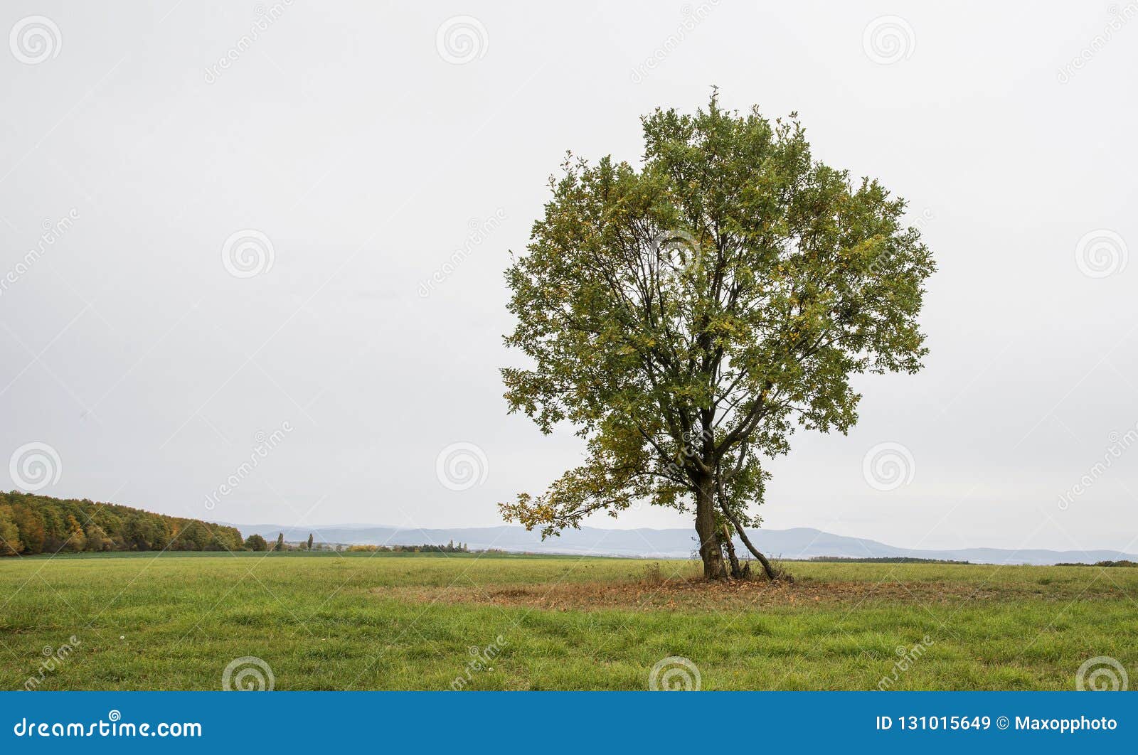 Lonely Tree at the Empty Green Field Stock Image - Image of landscape ...