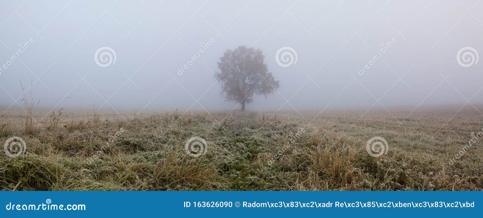 Lonely Tree on the Empty Pasture in the Morning Mist Stock Photo ...