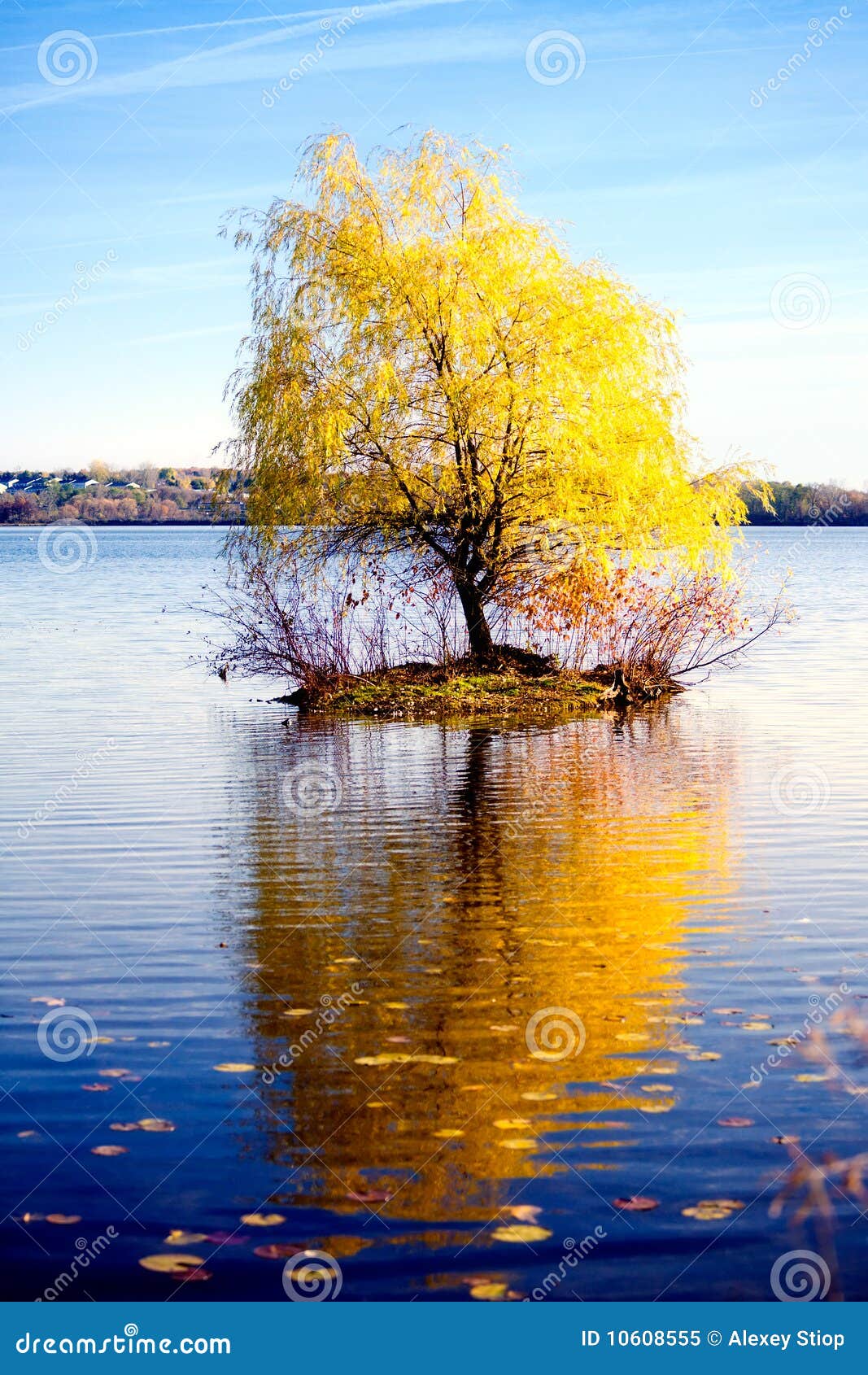 Lonely tree in fall stock image. Image of tree, yellow - 10608555