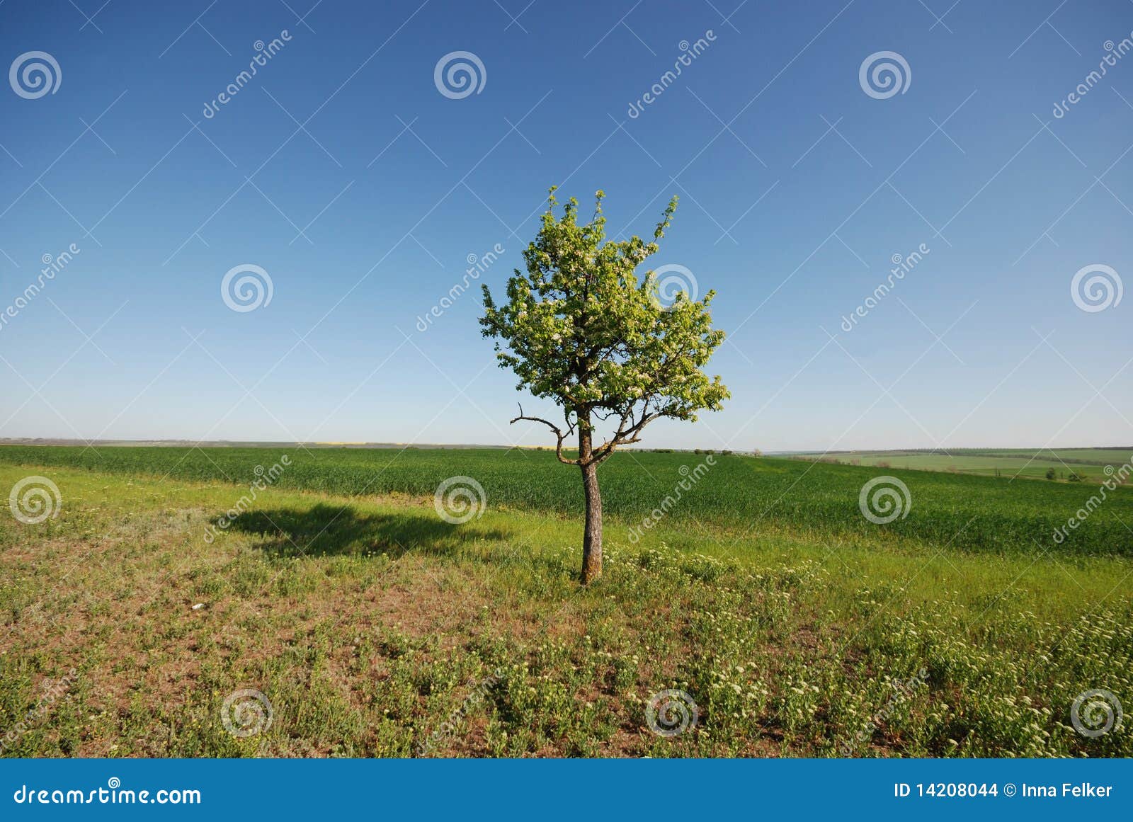 Lonely tree in field stock photo. Image of panoramic - 14208044