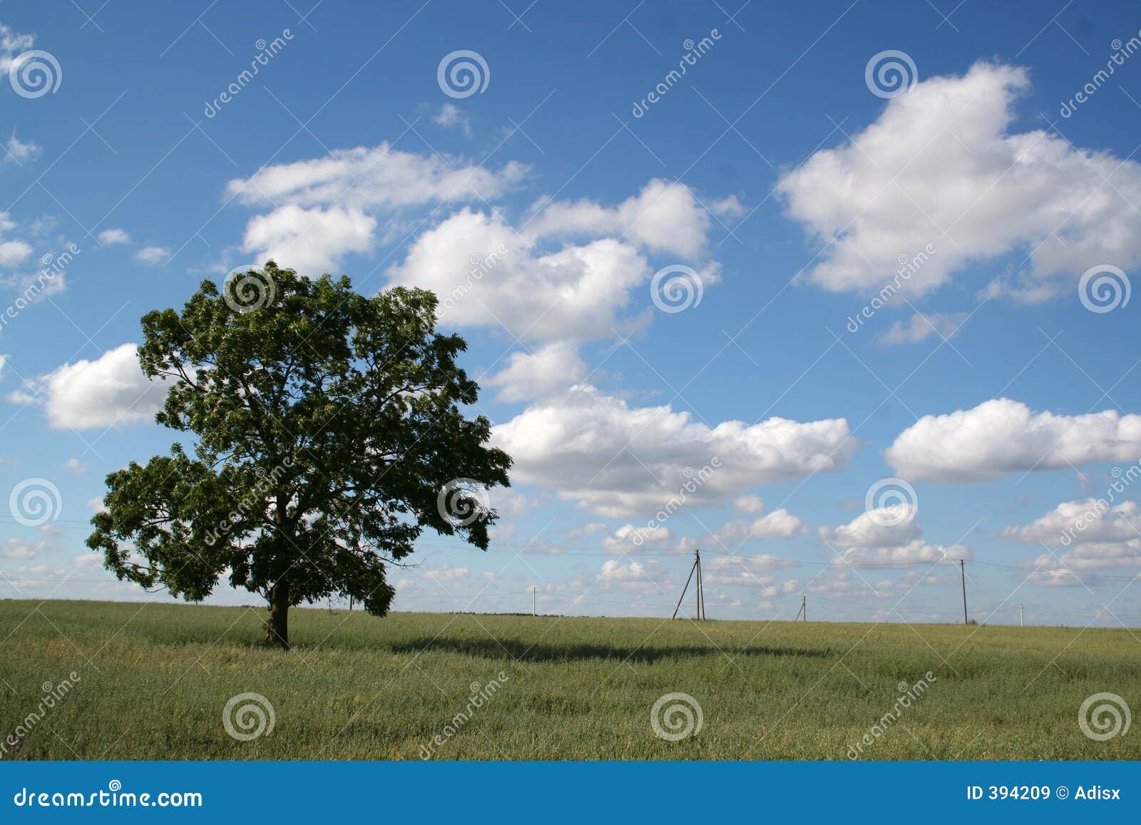 Lonely tree in field stock image. Image of tree, shadow - 394209